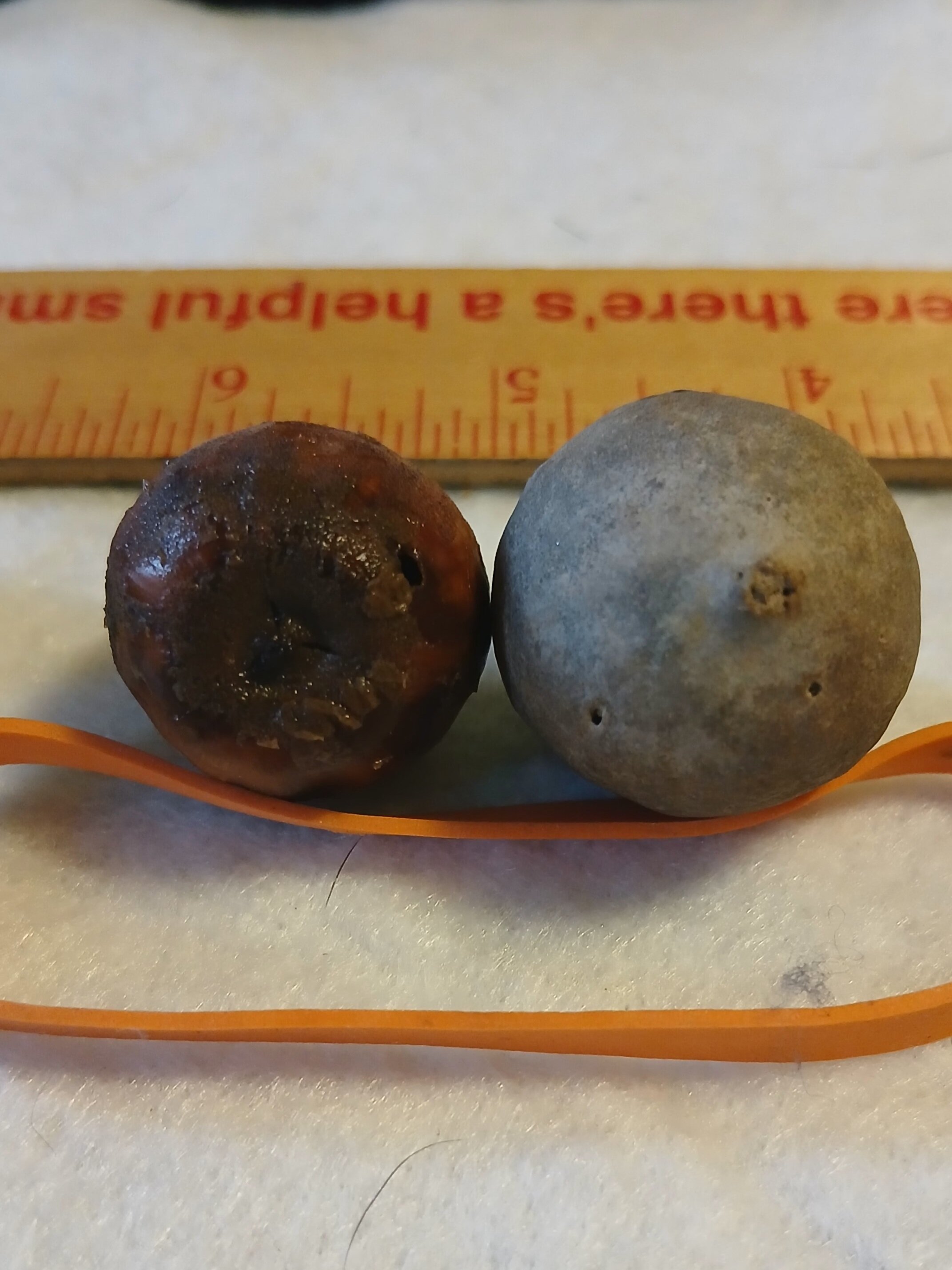 Petrified Acorn? - Fossil ID - The Fossil Forum