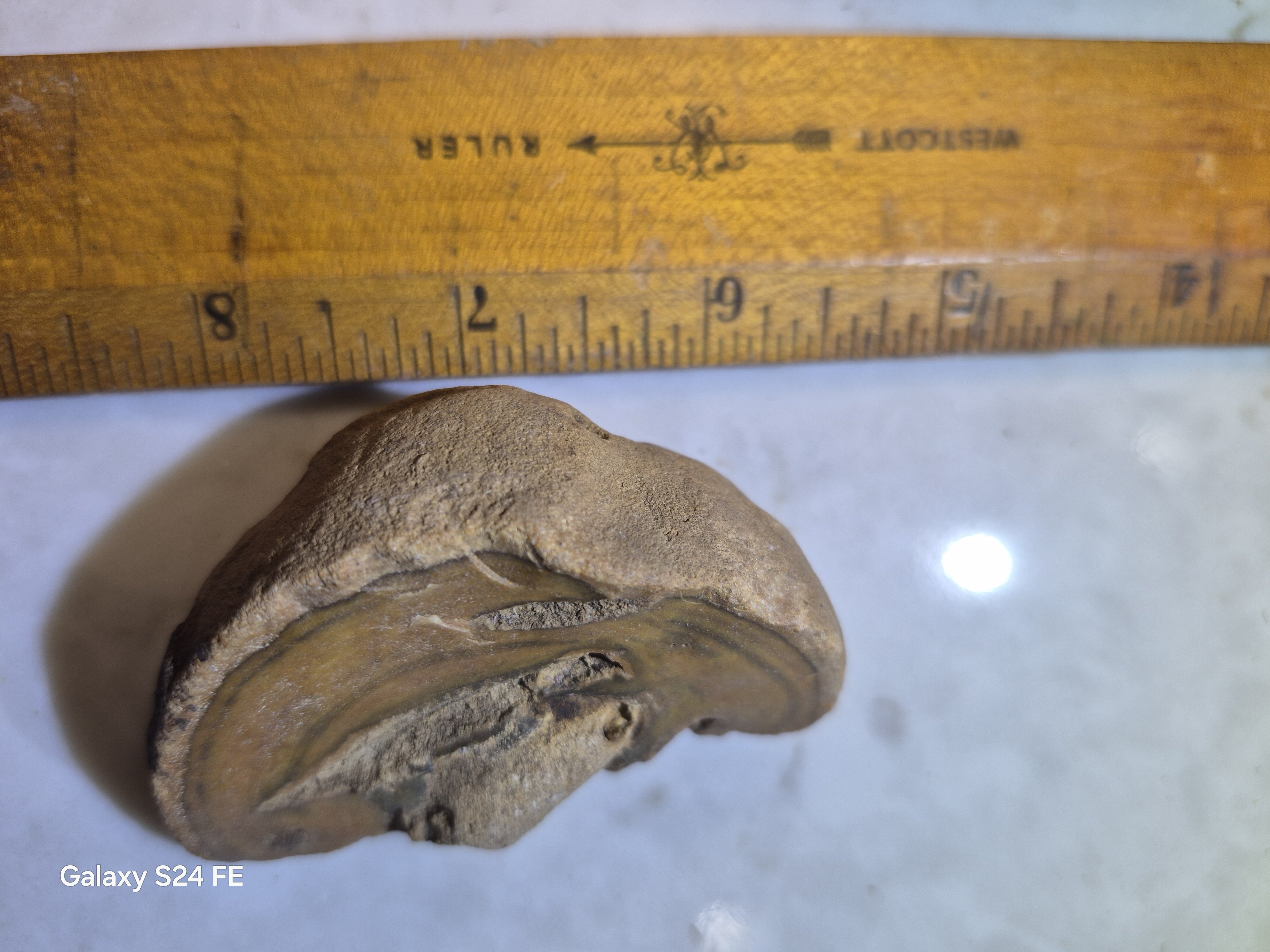 Bi-valve nucleus of chert fossil? - Fossil ID - The Fossil Forum