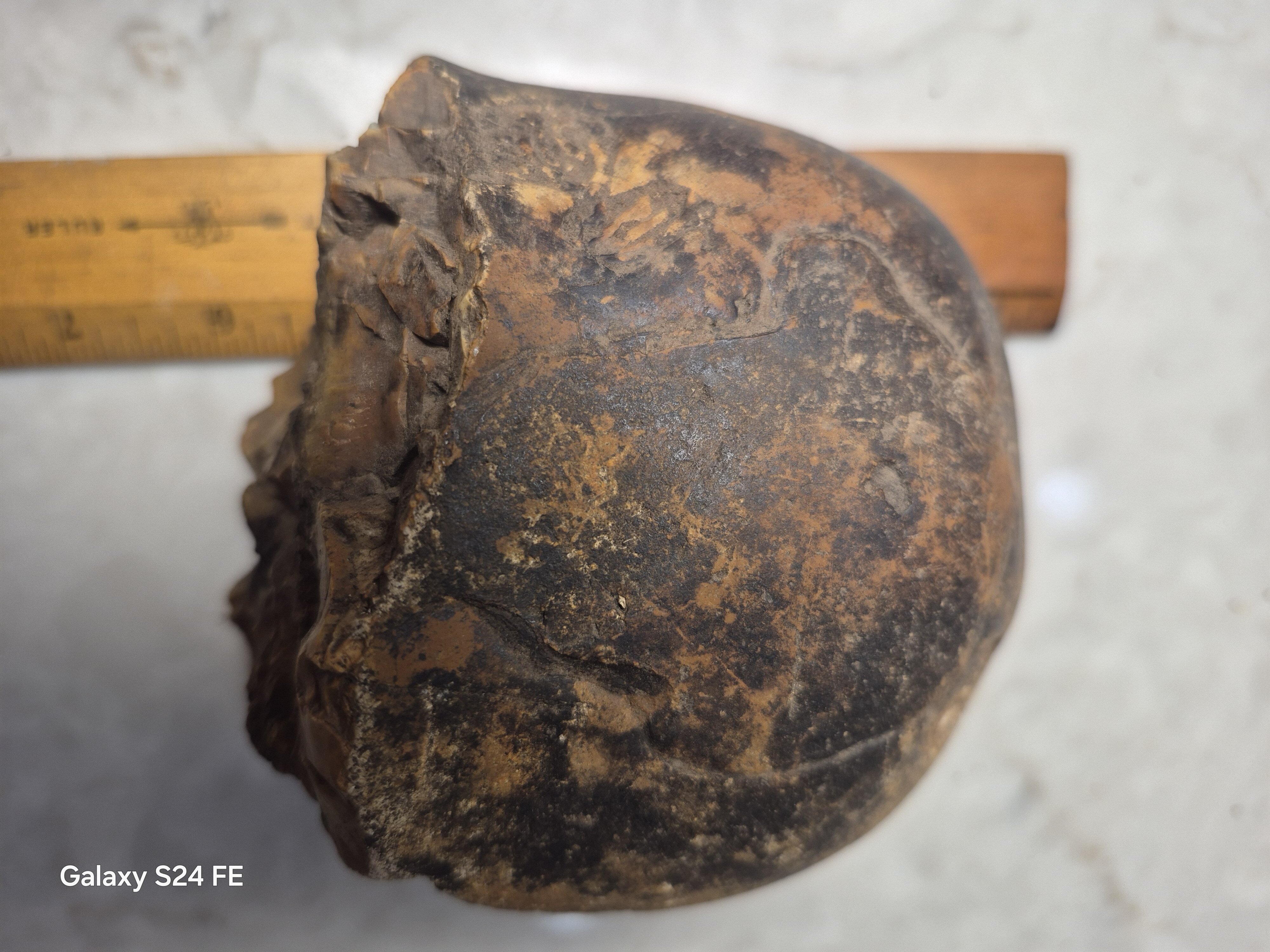 Hunk of round chert with embedded fossil - Fossil ID - The Fossil Forum