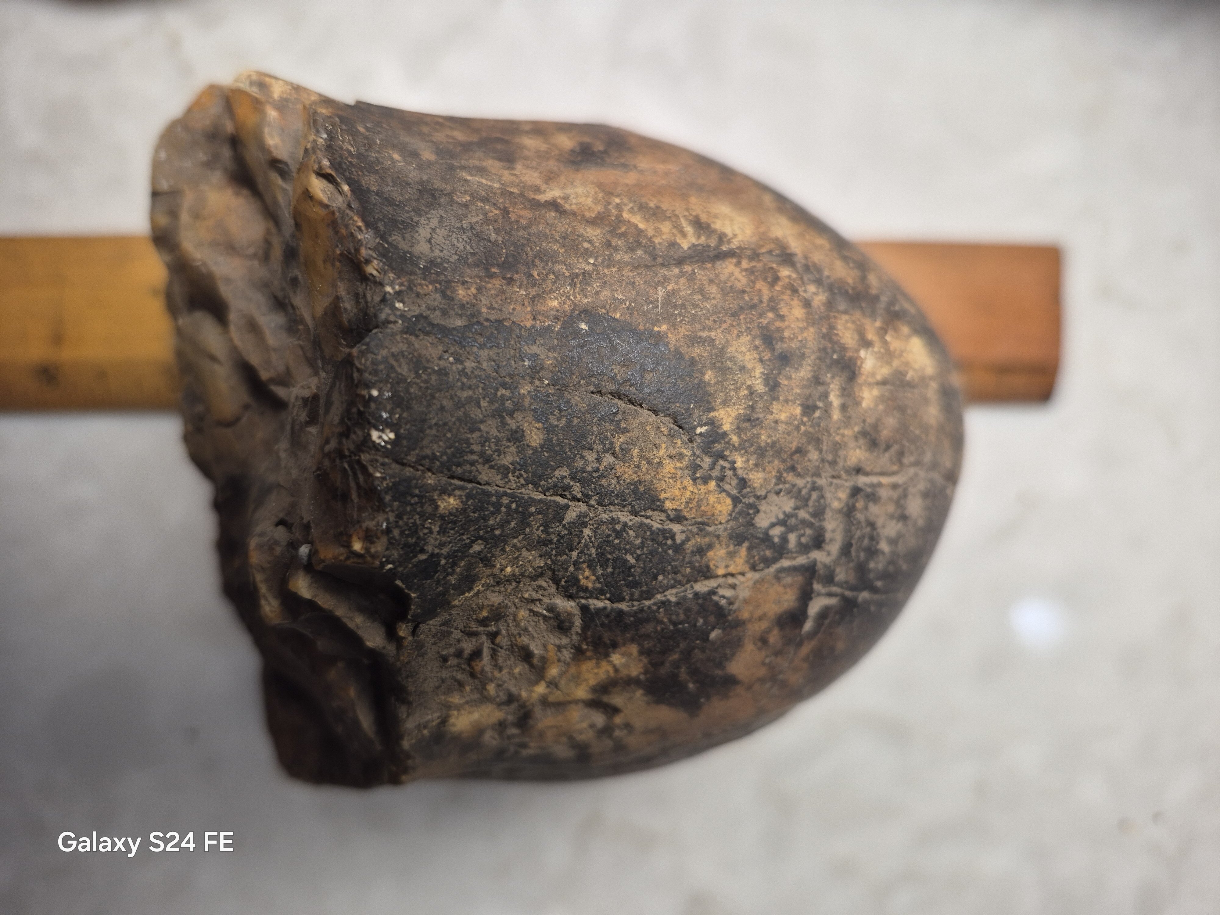 Hunk of round chert with embedded fossil - Fossil ID - The Fossil Forum