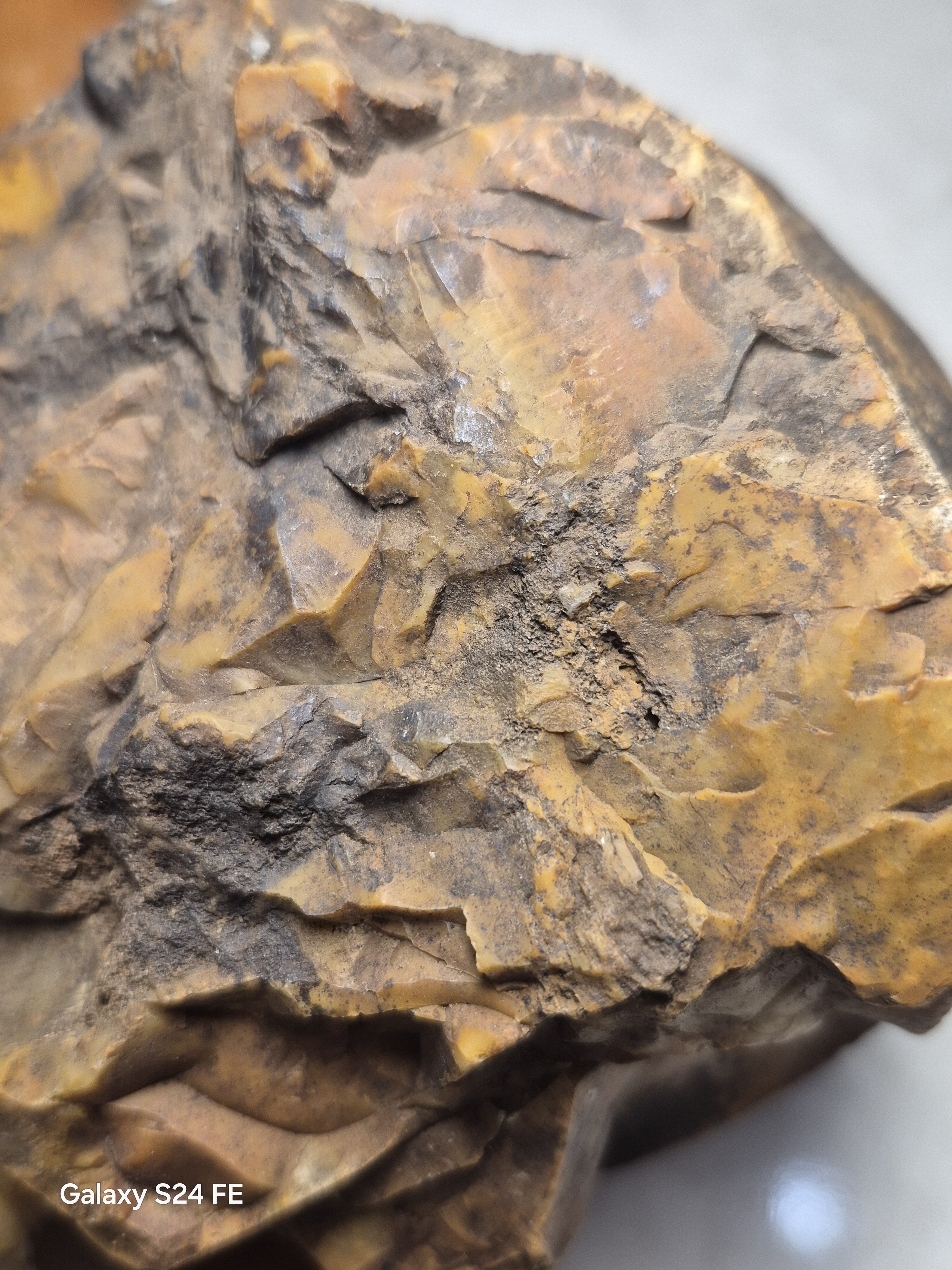 Hunk of round chert with embedded fossil - Fossil ID - The Fossil Forum
