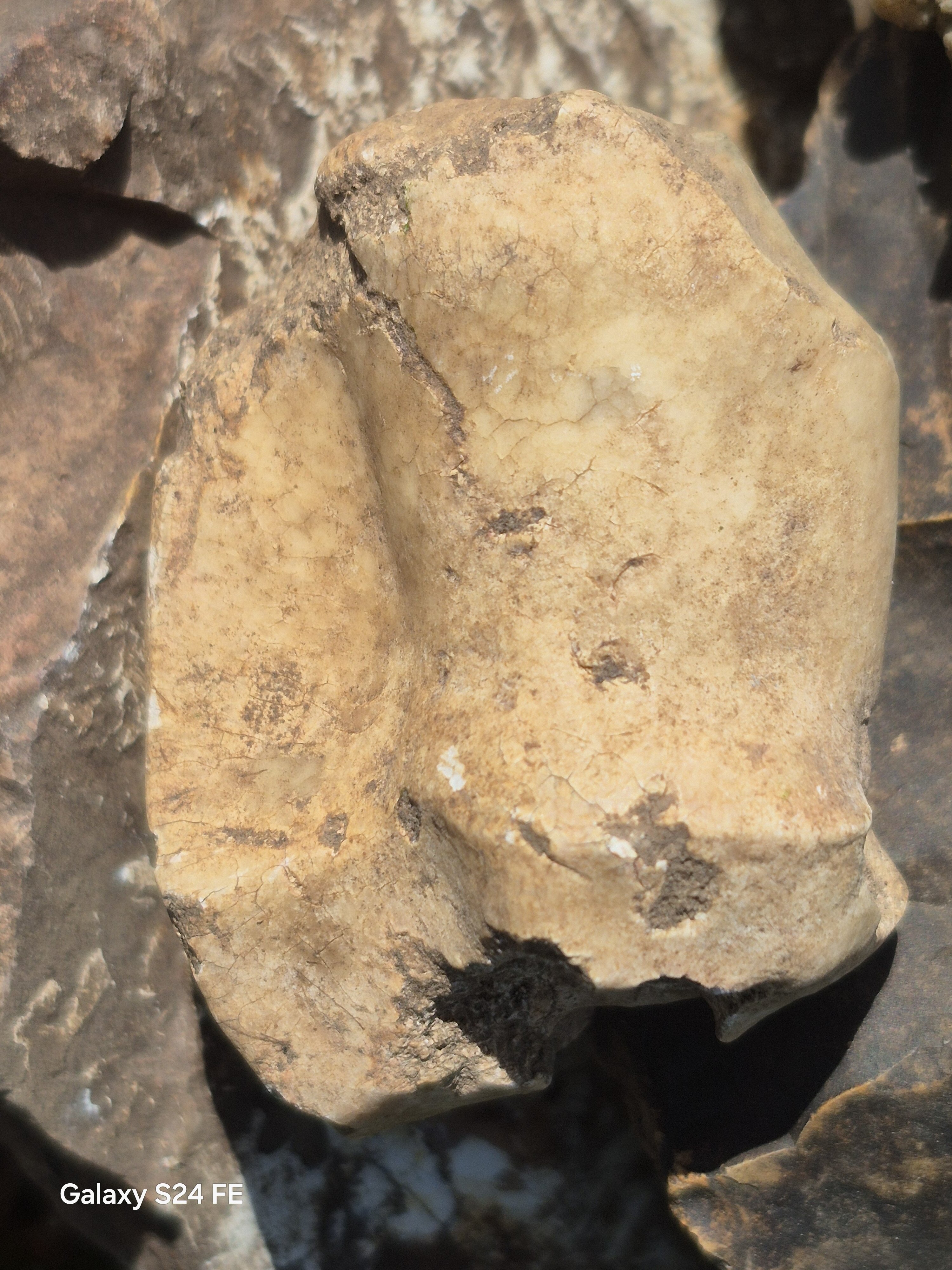 Scale pattern on bone appearing stone - Fossil ID - The Fossil Forum