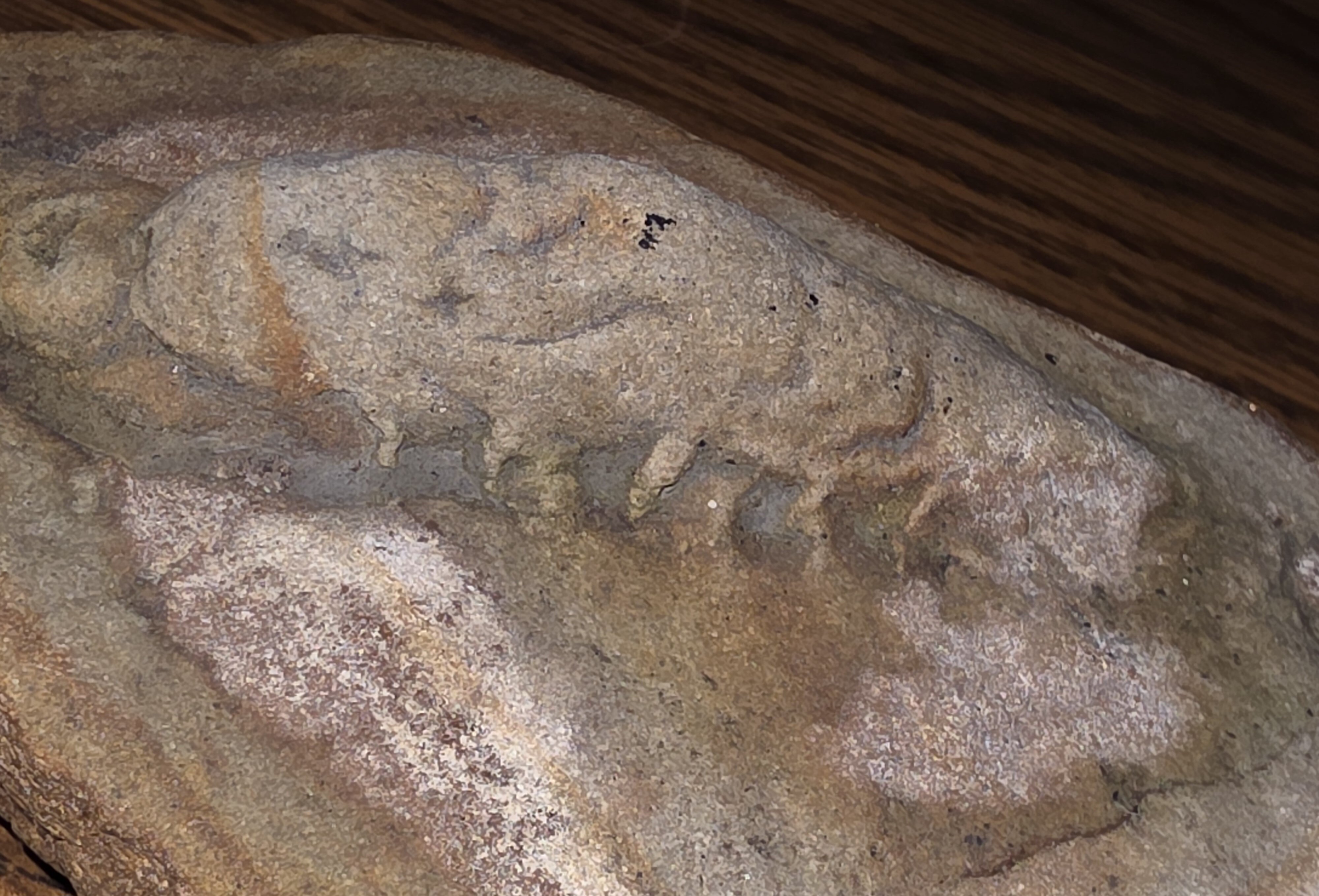 Found by the Ohio river - Fossil ID - The Fossil Forum