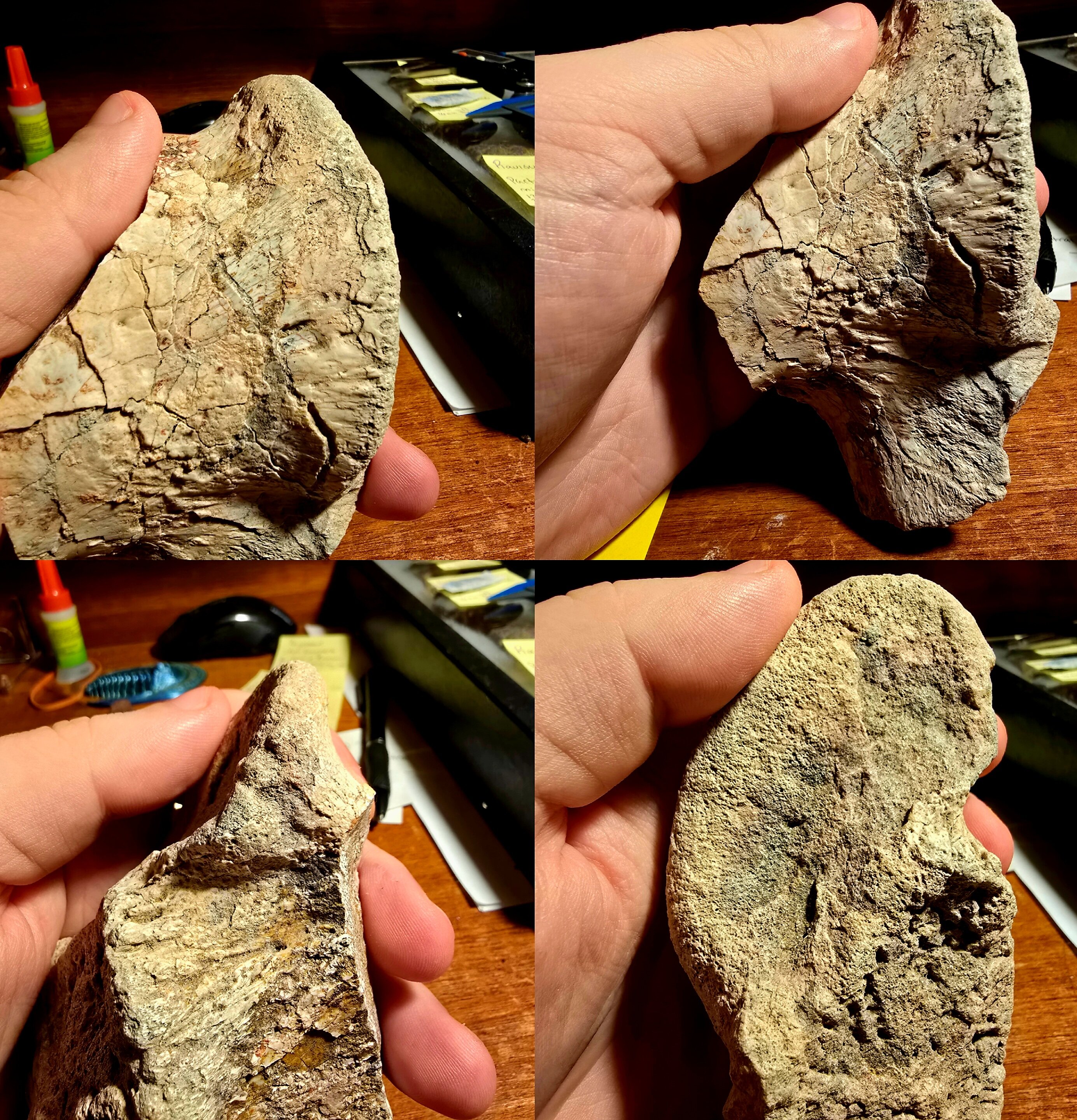 Unknown Triassic Fossil - Fossil ID - The Fossil Forum