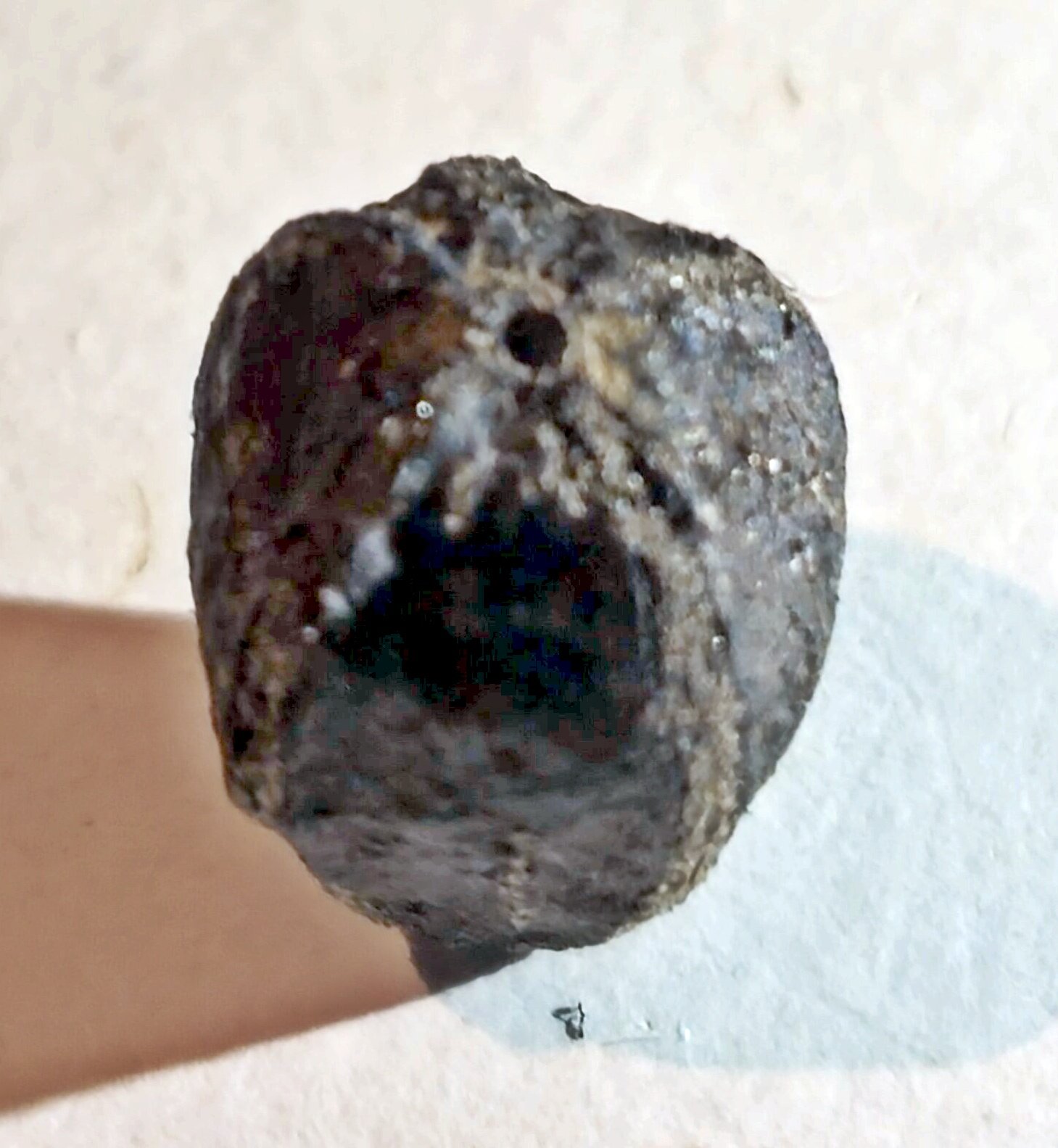 Is this a fossil seed? - Fossil ID - The Fossil Forum