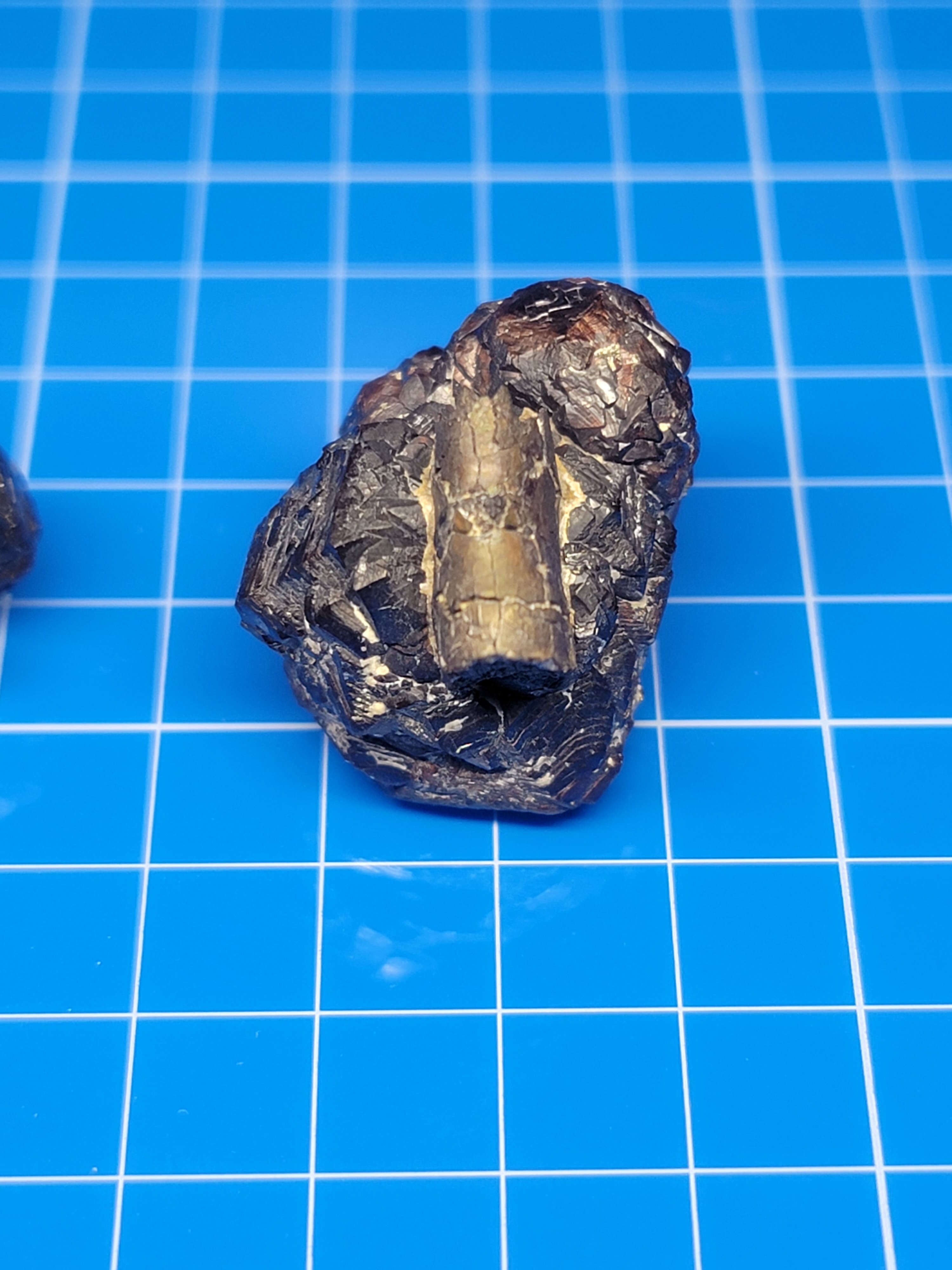 Pyritized Baculite Hunting in Colorado - Fossil Hunting Trips - The ...