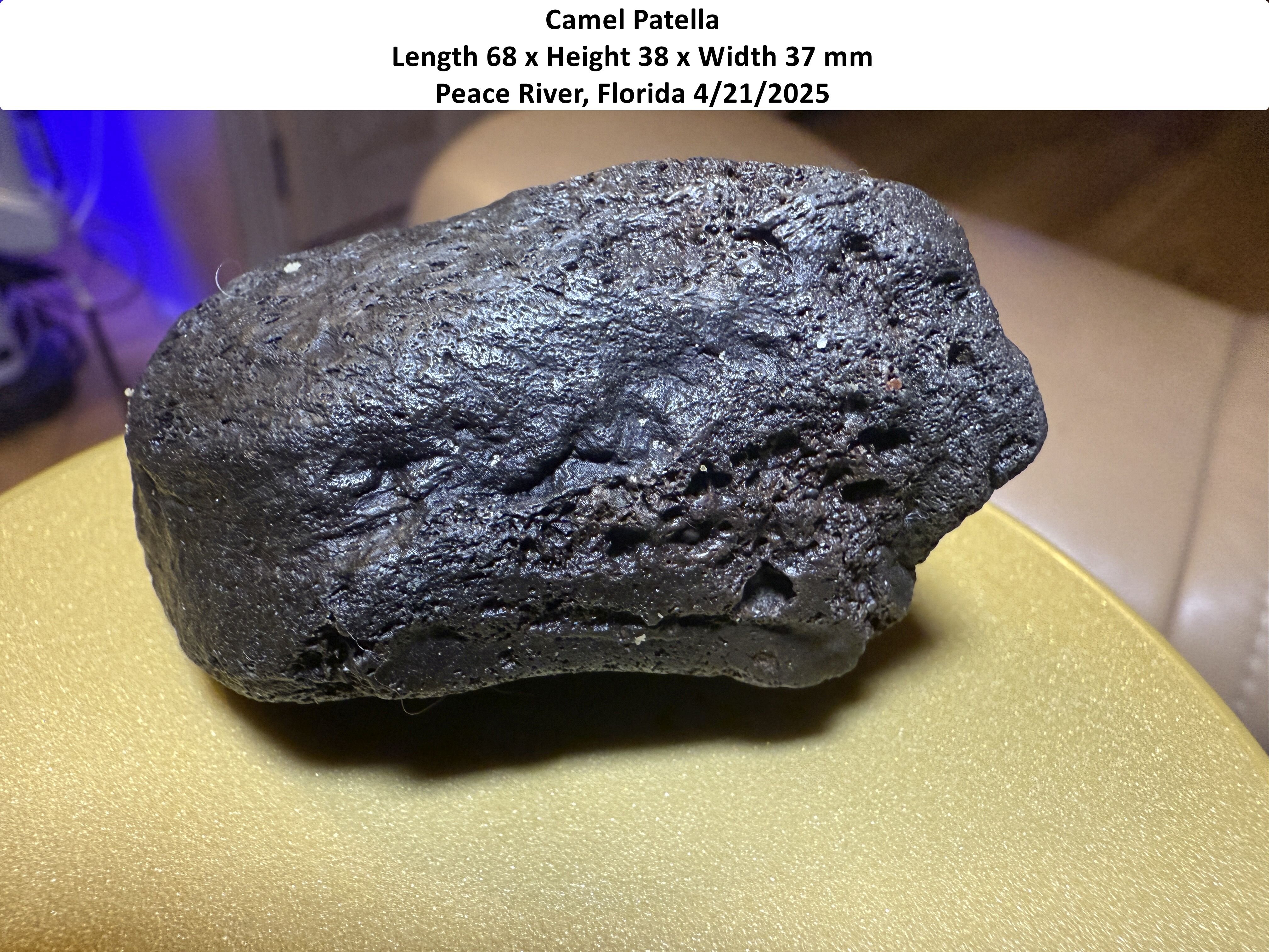 Bones, Bones, Bones - Fossil ID - The Fossil Forum