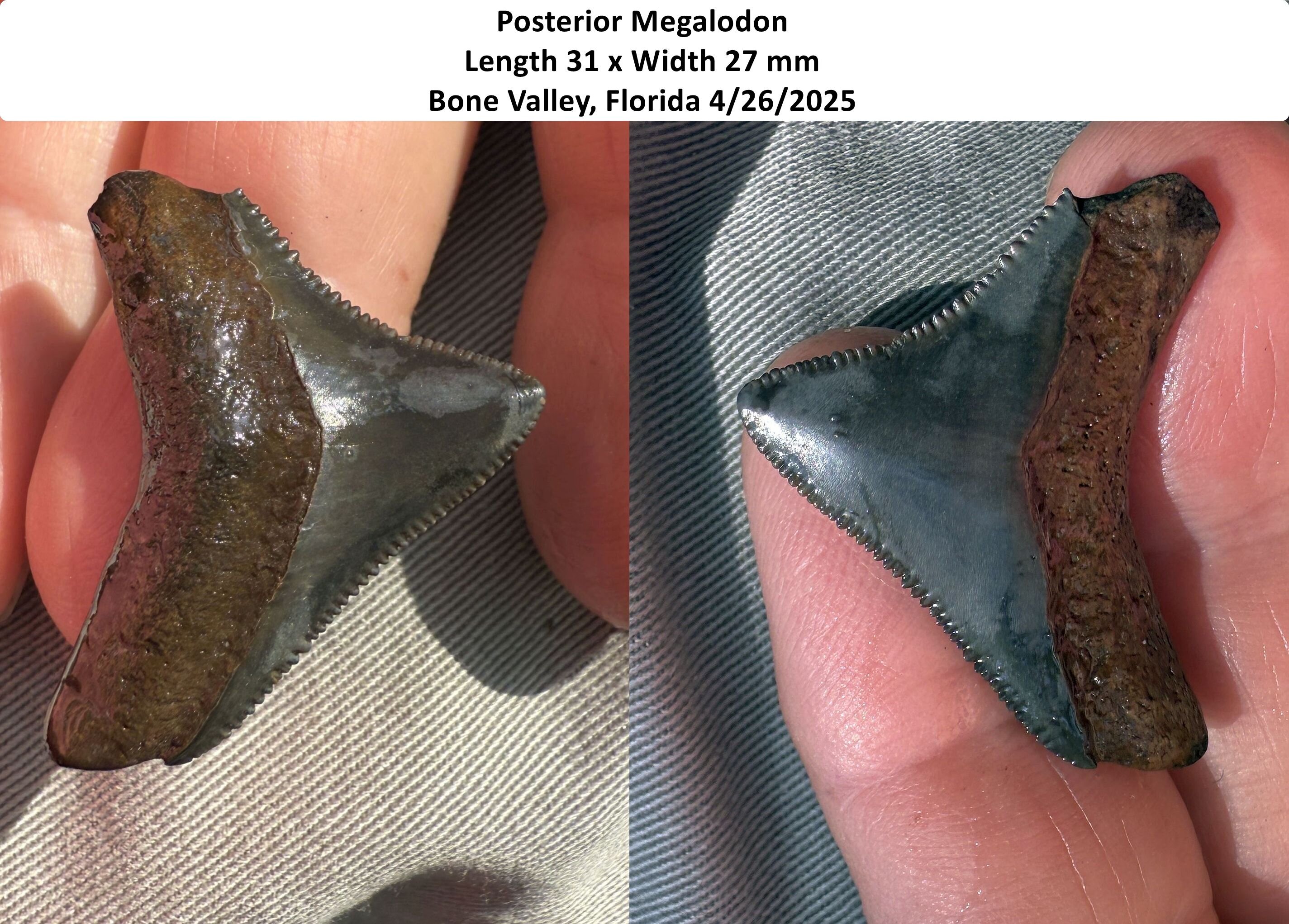 Fossil Club Trip - Fossil Hunting Trips - The Fossil Forum