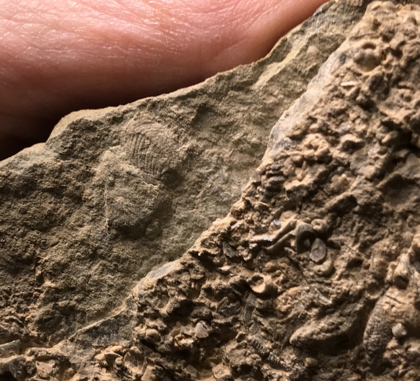 Tioga County, Pennsylvania crinoid and coquina? - Fossil ID - The ...