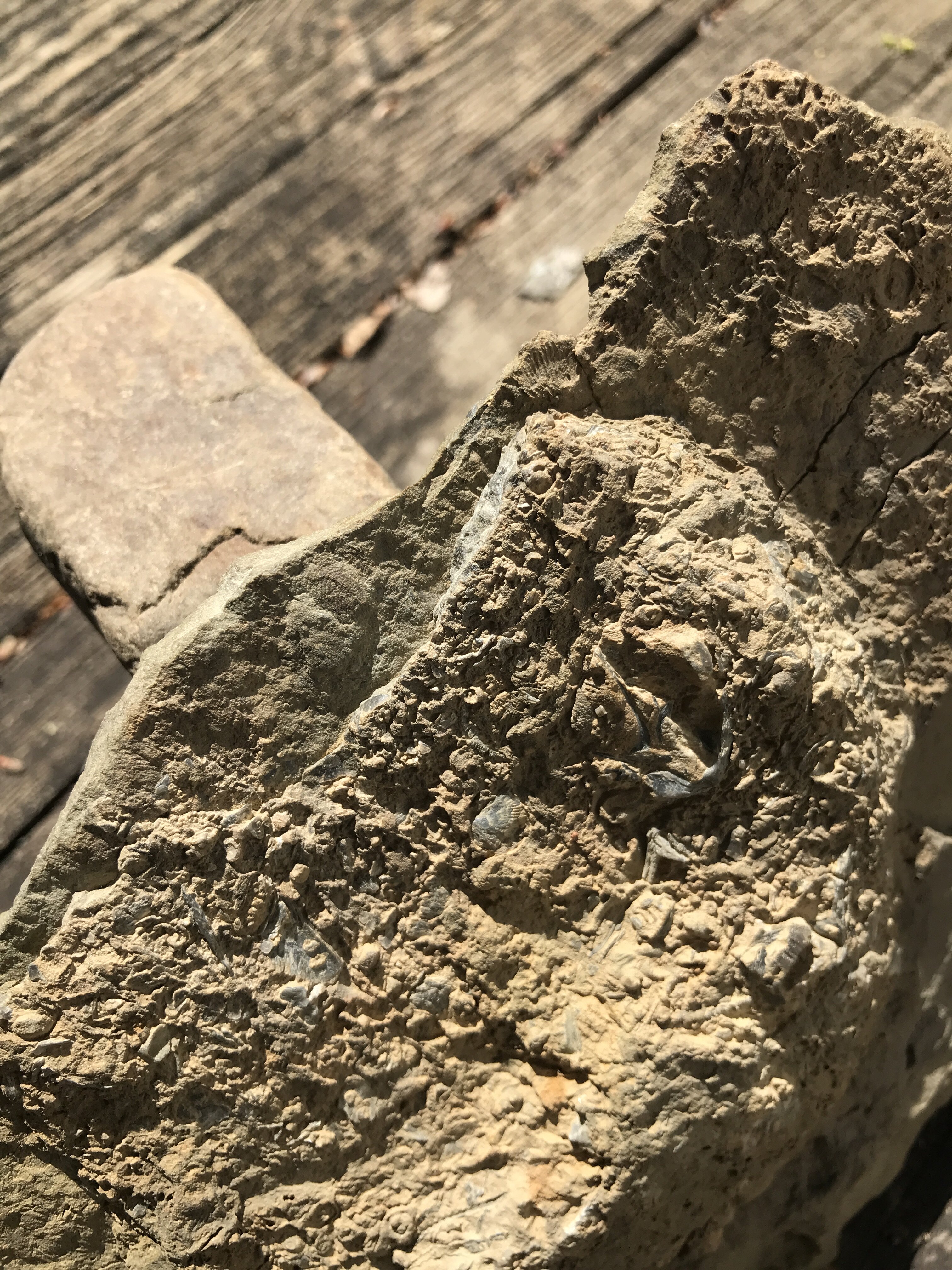 Tioga County, Pennsylvania crinoid and coquina? - Fossil ID - The ...