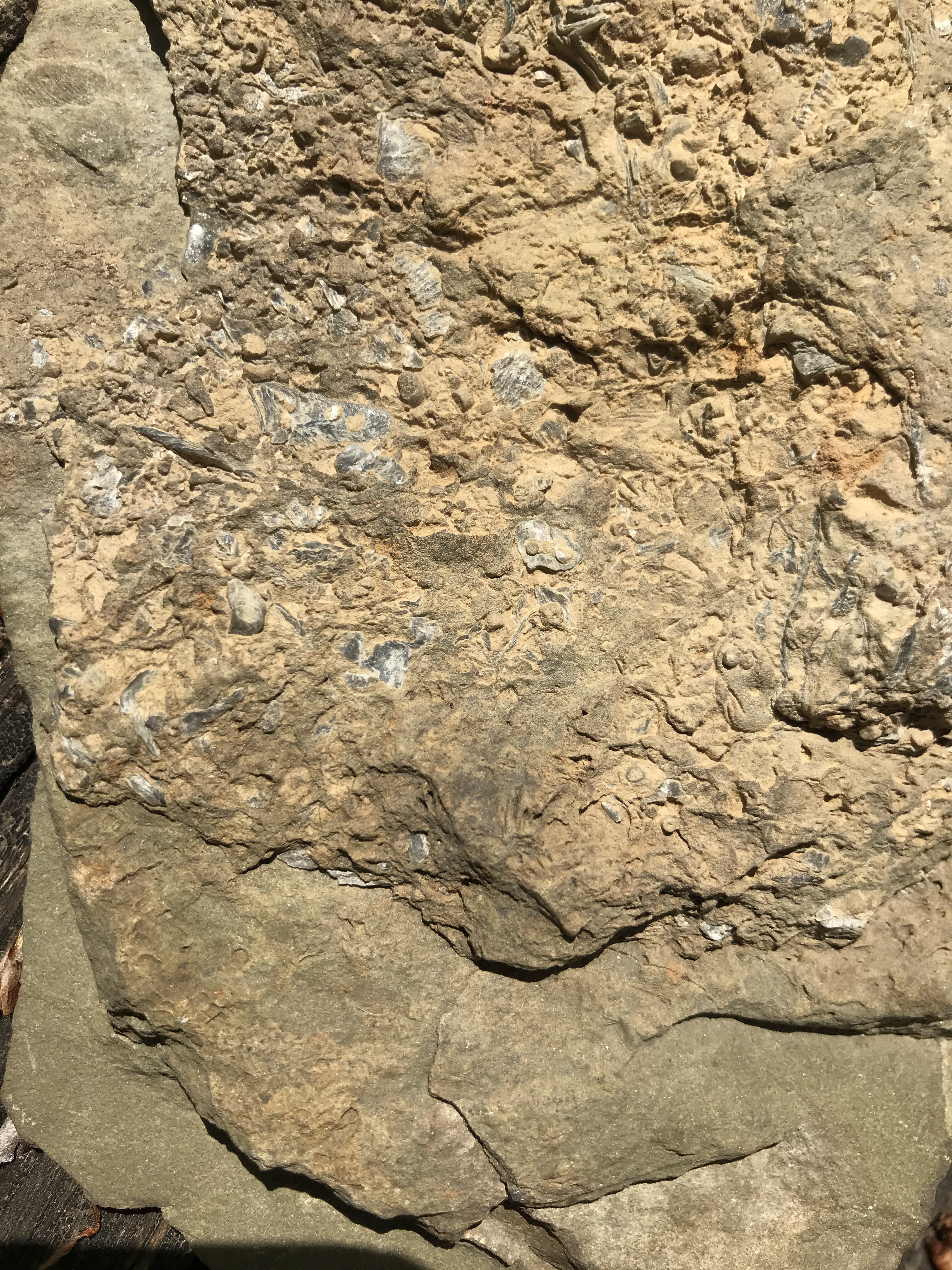 Tioga County, Pennsylvania crinoid and coquina? - Fossil ID - The ...
