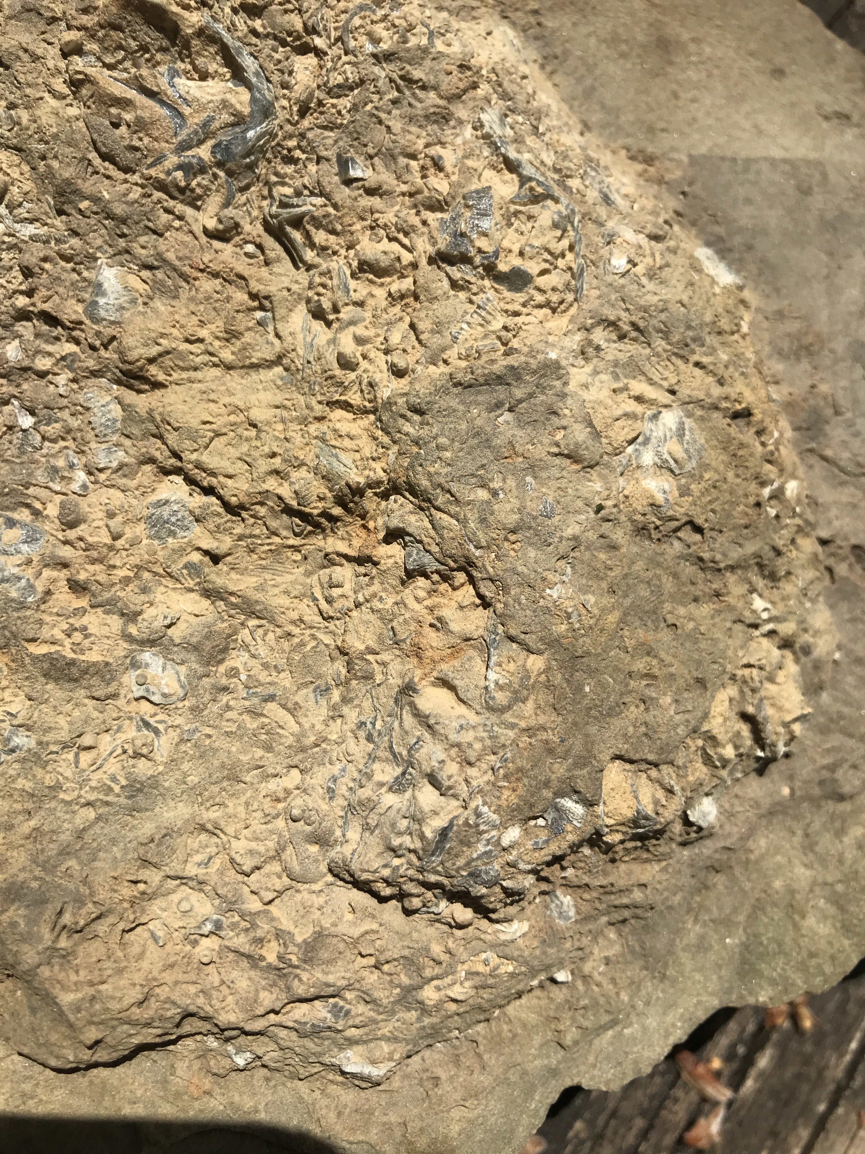 Tioga County, Pennsylvania crinoid and coquina? - Fossil ID - The ...