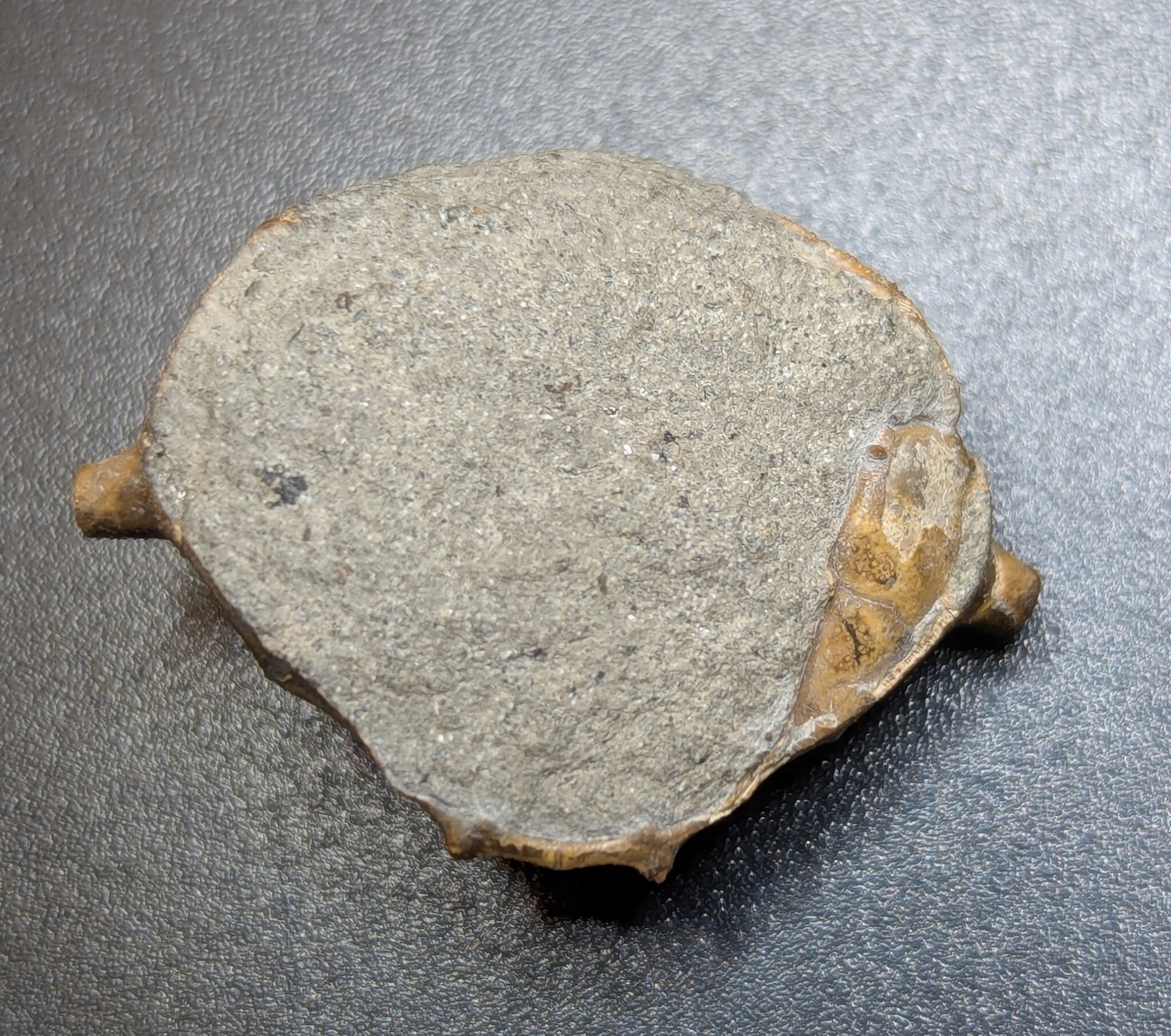 Olympic Peninsula - fossil crab carapace? - Fossil ID - The Fossil Forum