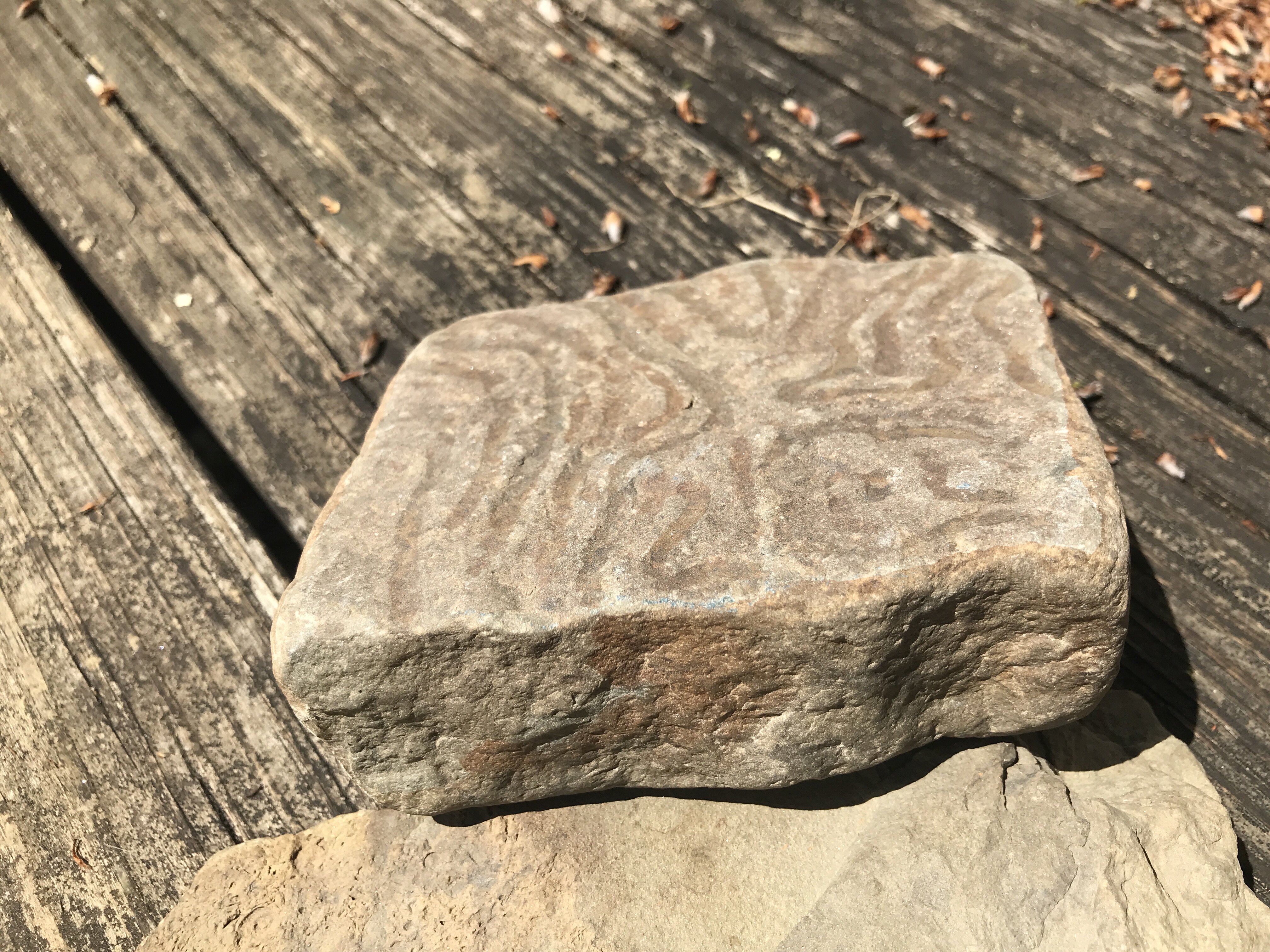 New York State Appalachian Basin crinoid impression? - Fossil ID - The ...