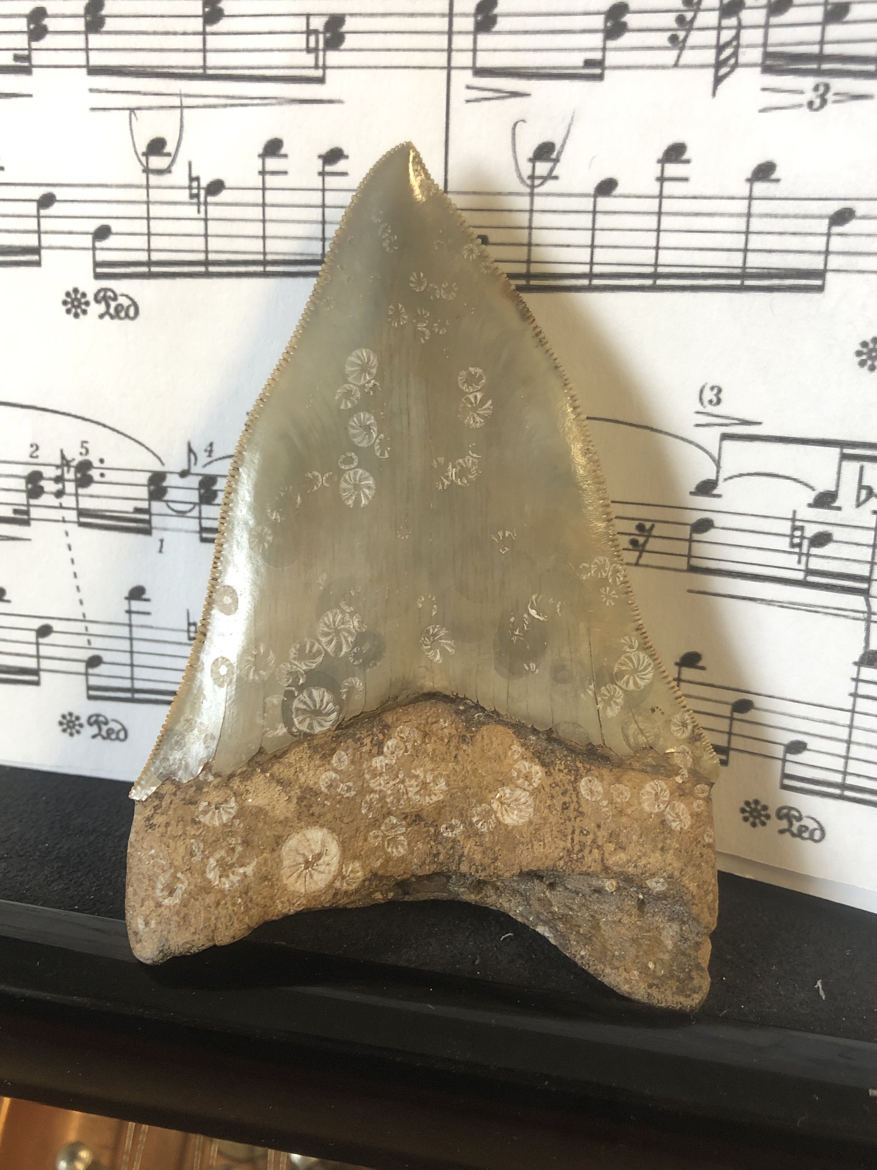 Barnacles on a meg tooth? - Fossil ID - The Fossil Forum
