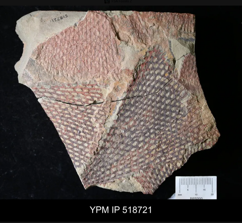 How to tell Dendroidea from Fenestrate Bryozoans? - Fossil ID - The ...