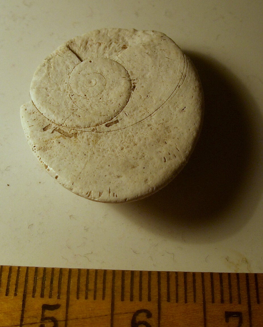 Operculum with coral? - Fossil ID - The Fossil Forum