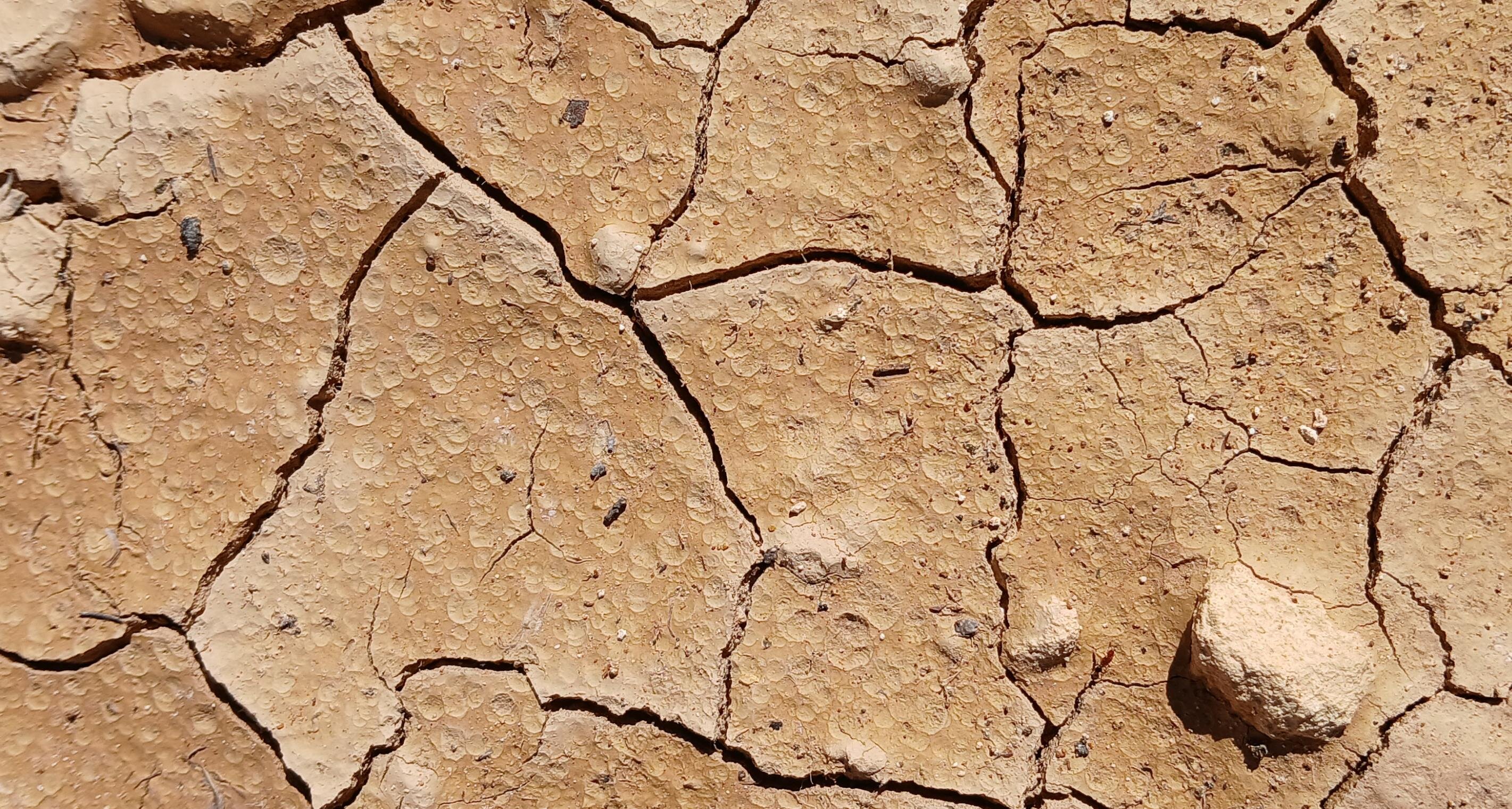Ichnofossil? Rock? - Fossil ID - The Fossil Forum