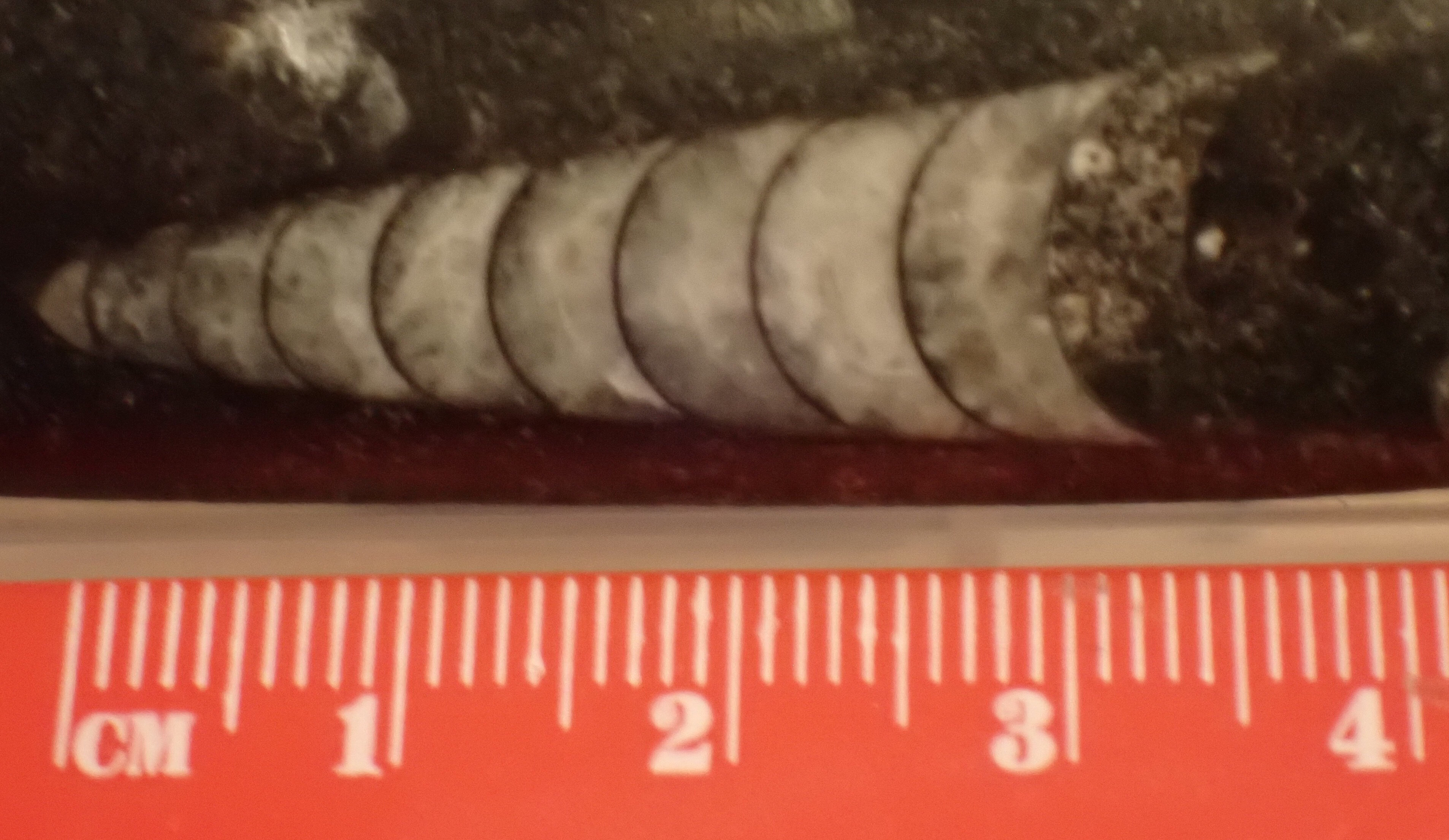 'Orthoceras' / Orthocone Identification - Fossil ID - The Fossil Forum