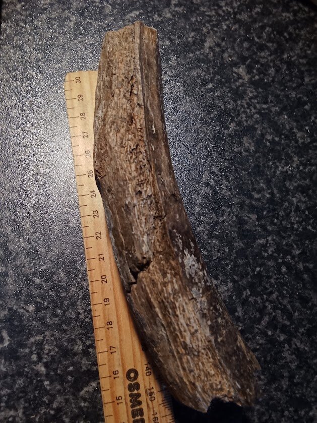 Diprotodon? - Fossil ID - The Fossil Forum