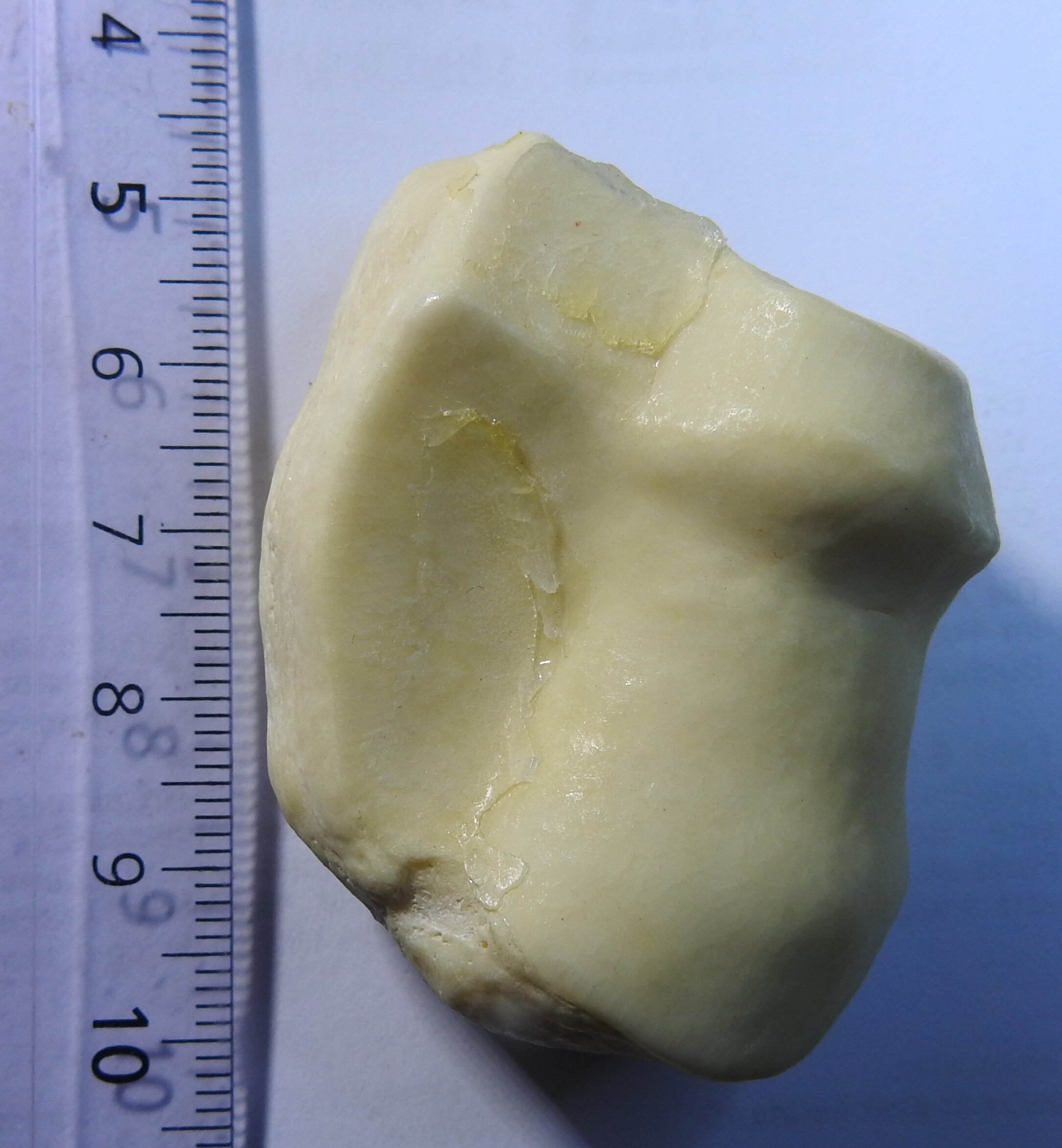 Scale pattern on bone appearing stone - Fossil ID - The Fossil Forum