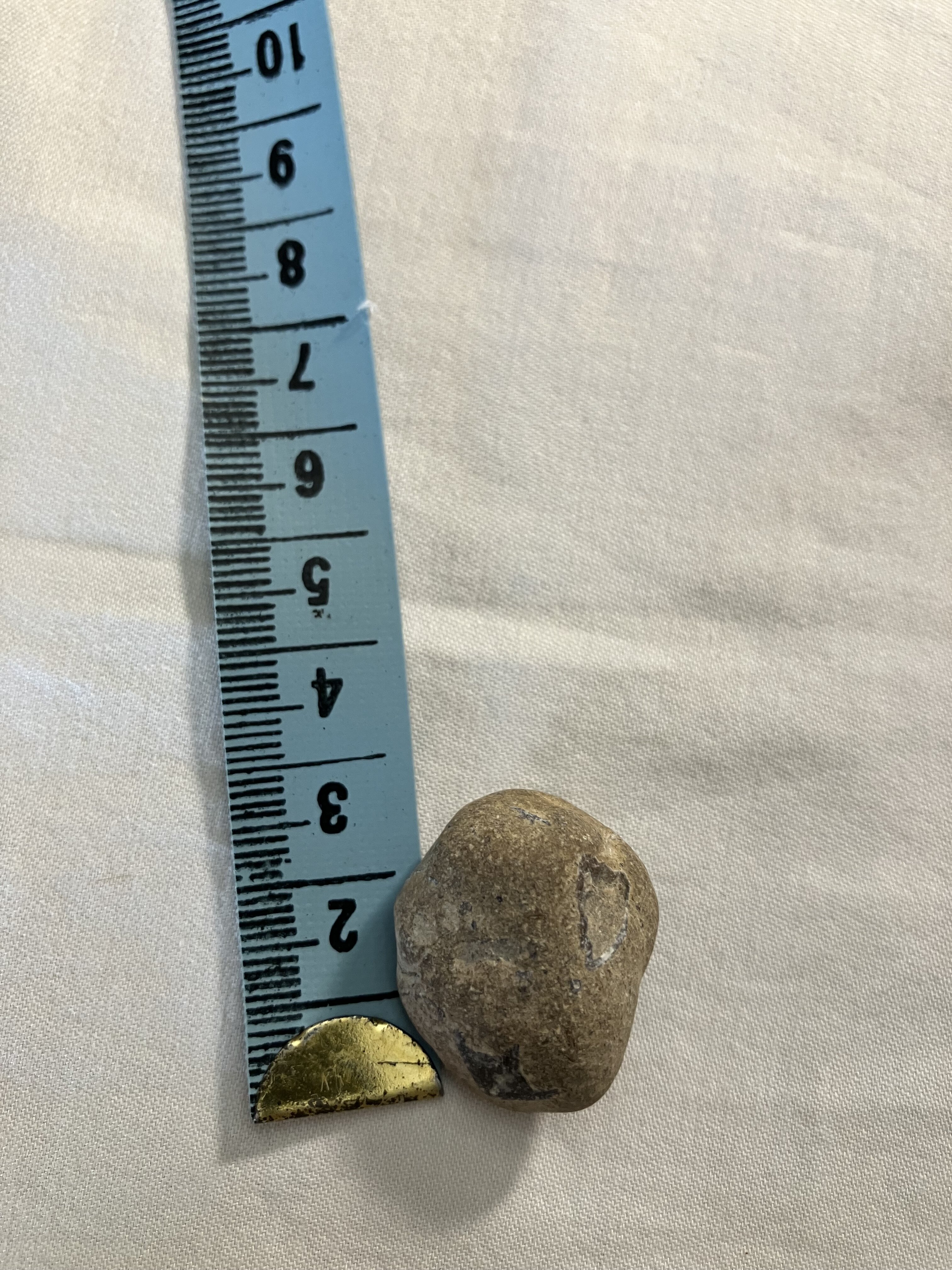 Fossil of plant stem? Another has a “duck foot” shape, id help please ...