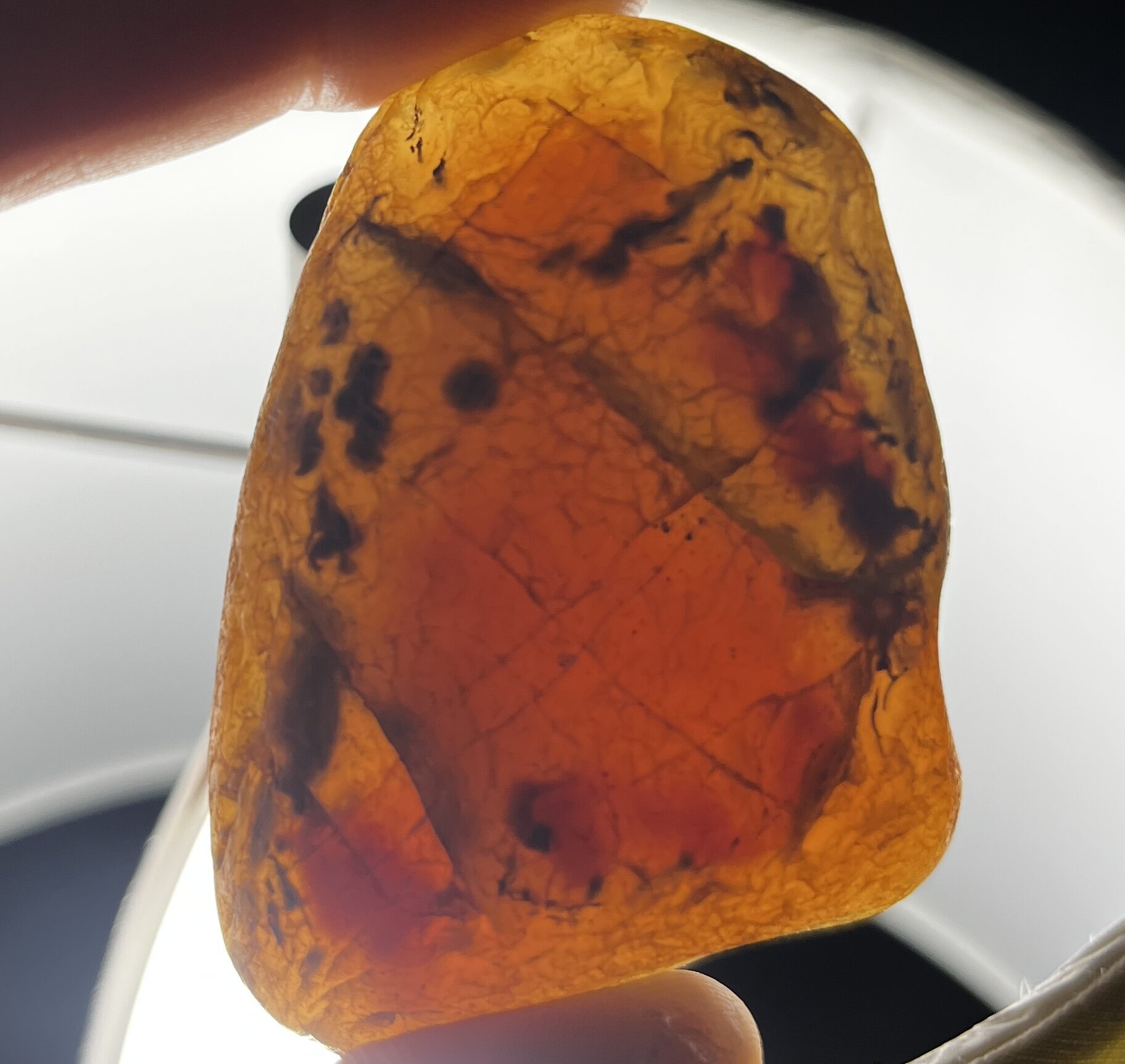 Amber with a lot going on here…where to start. - Fossil ID - The Fossil ...