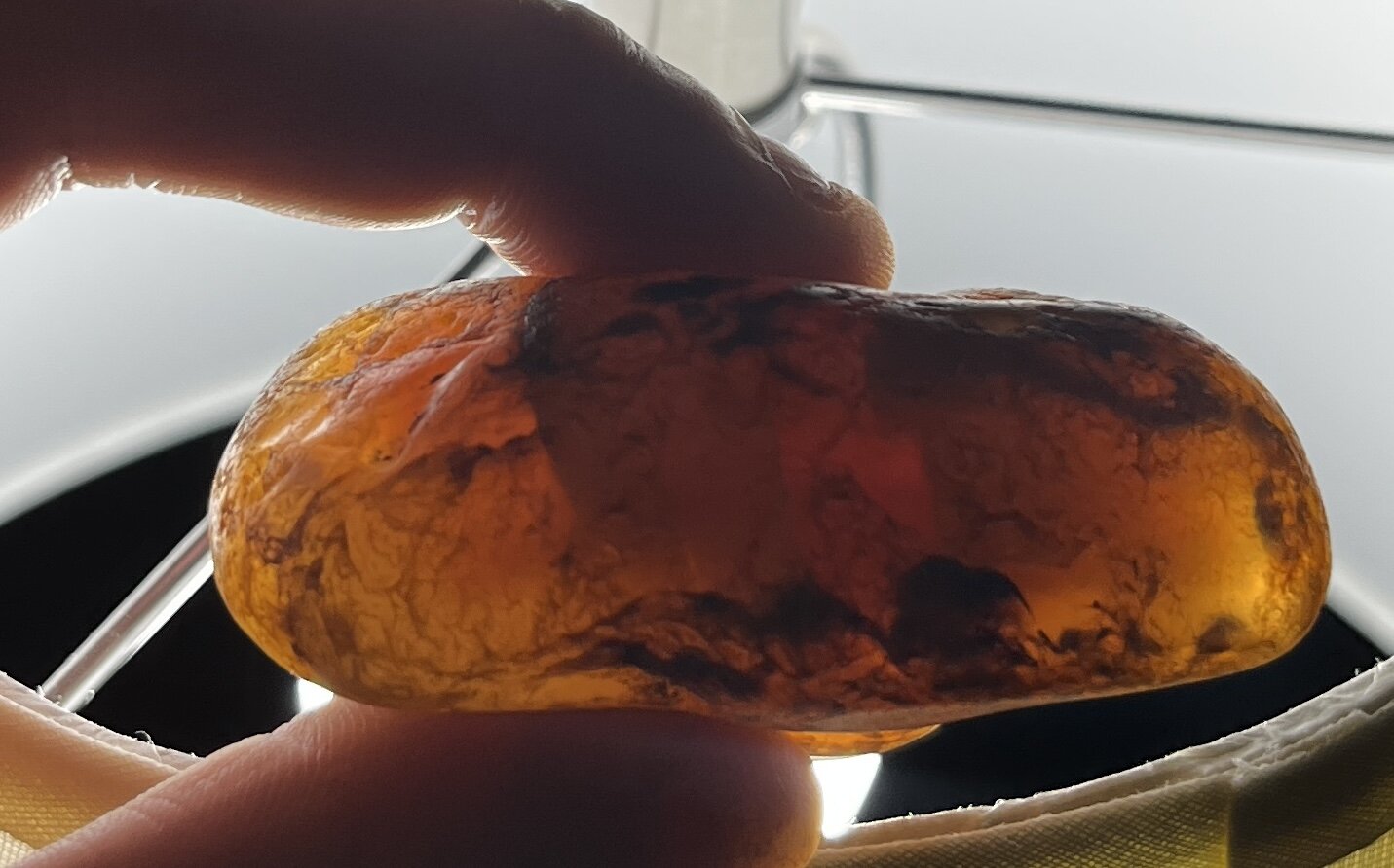 Amber with a lot going on here…where to start. - Fossil ID - The Fossil ...