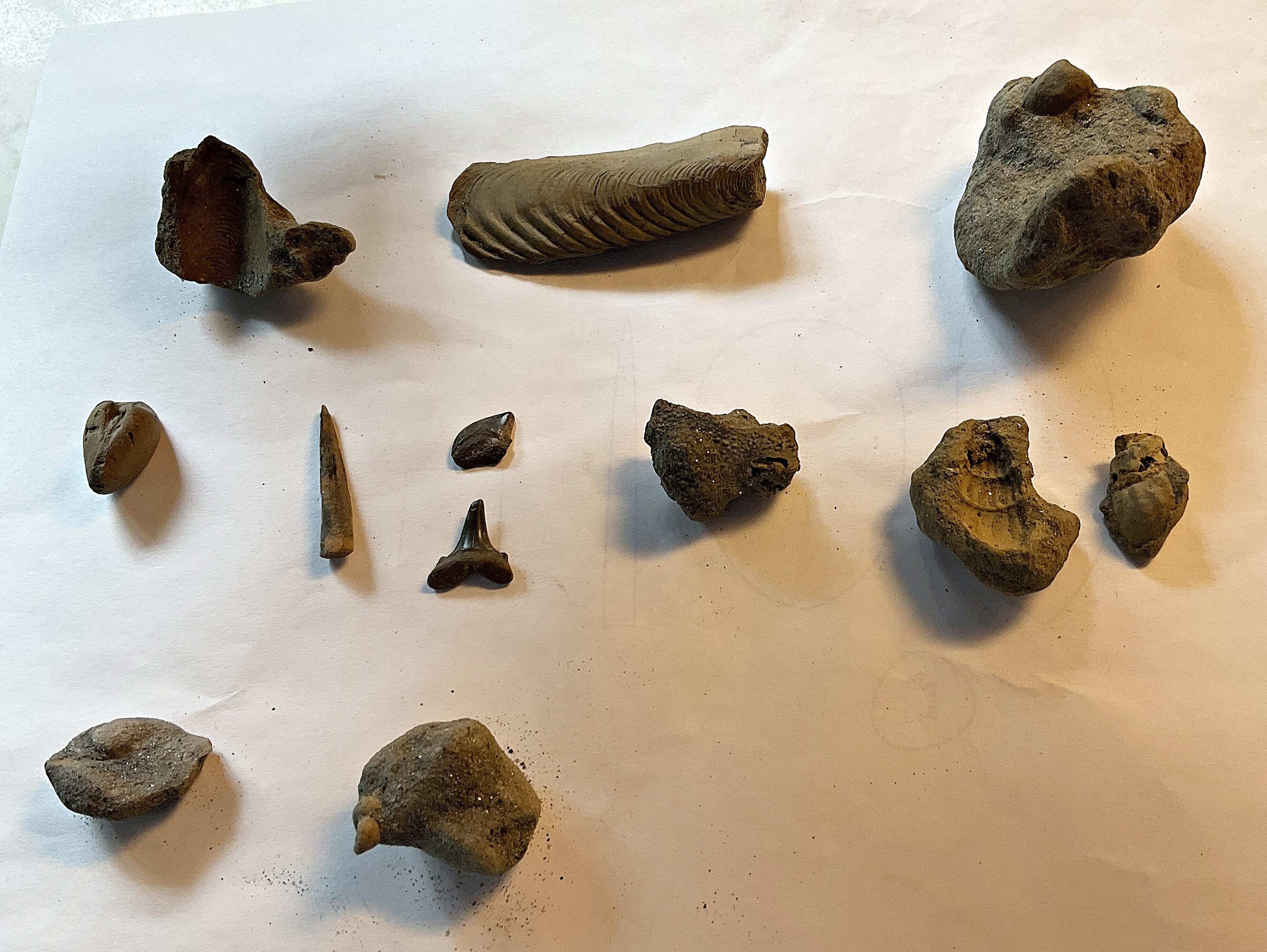 A Very Different Kind of New Jersey Cretaceous Big Brook Outing ...