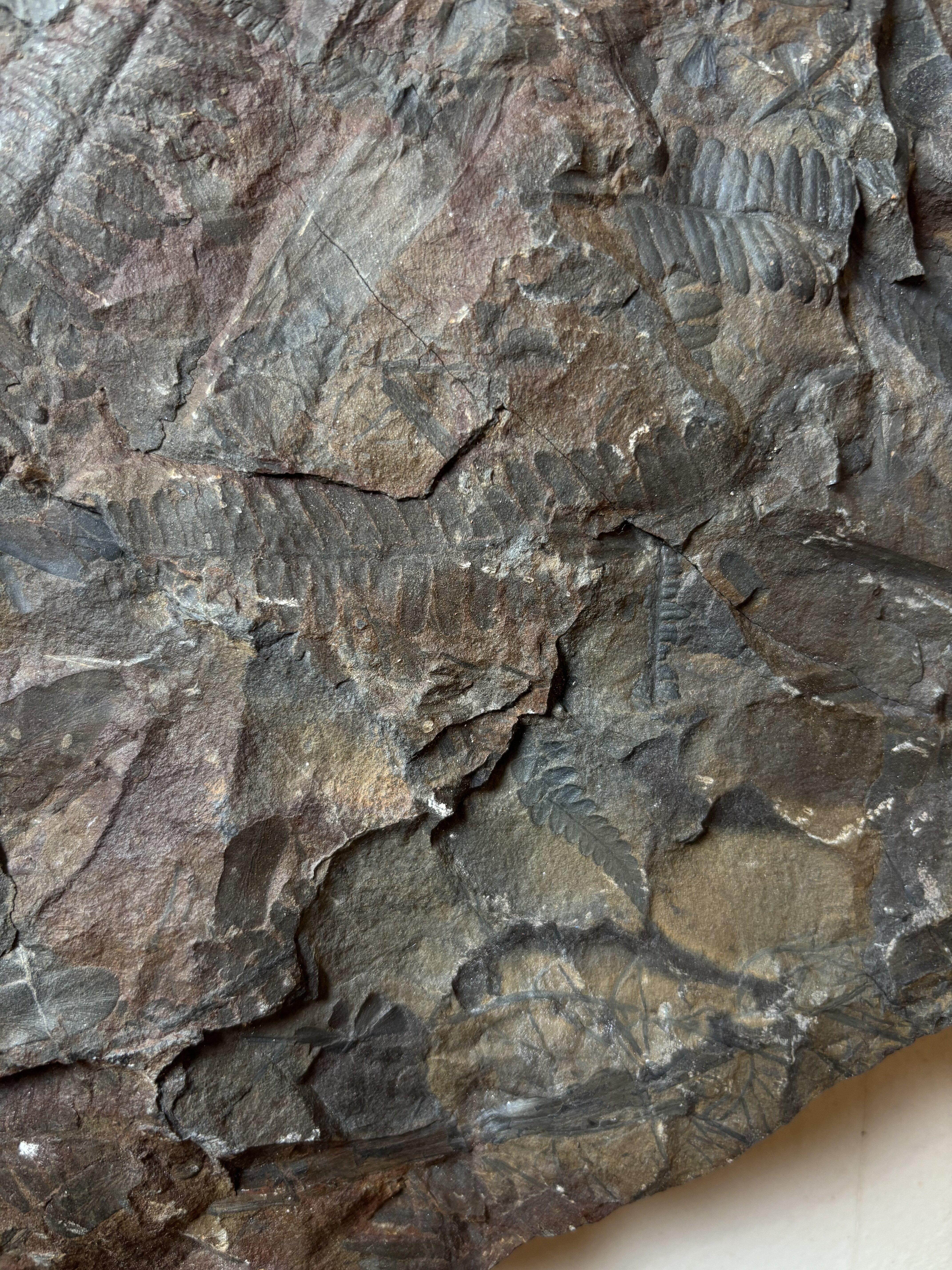 Connecticut Jurassic Plant Fossil ID Help - Fossil ID - The Fossil Forum