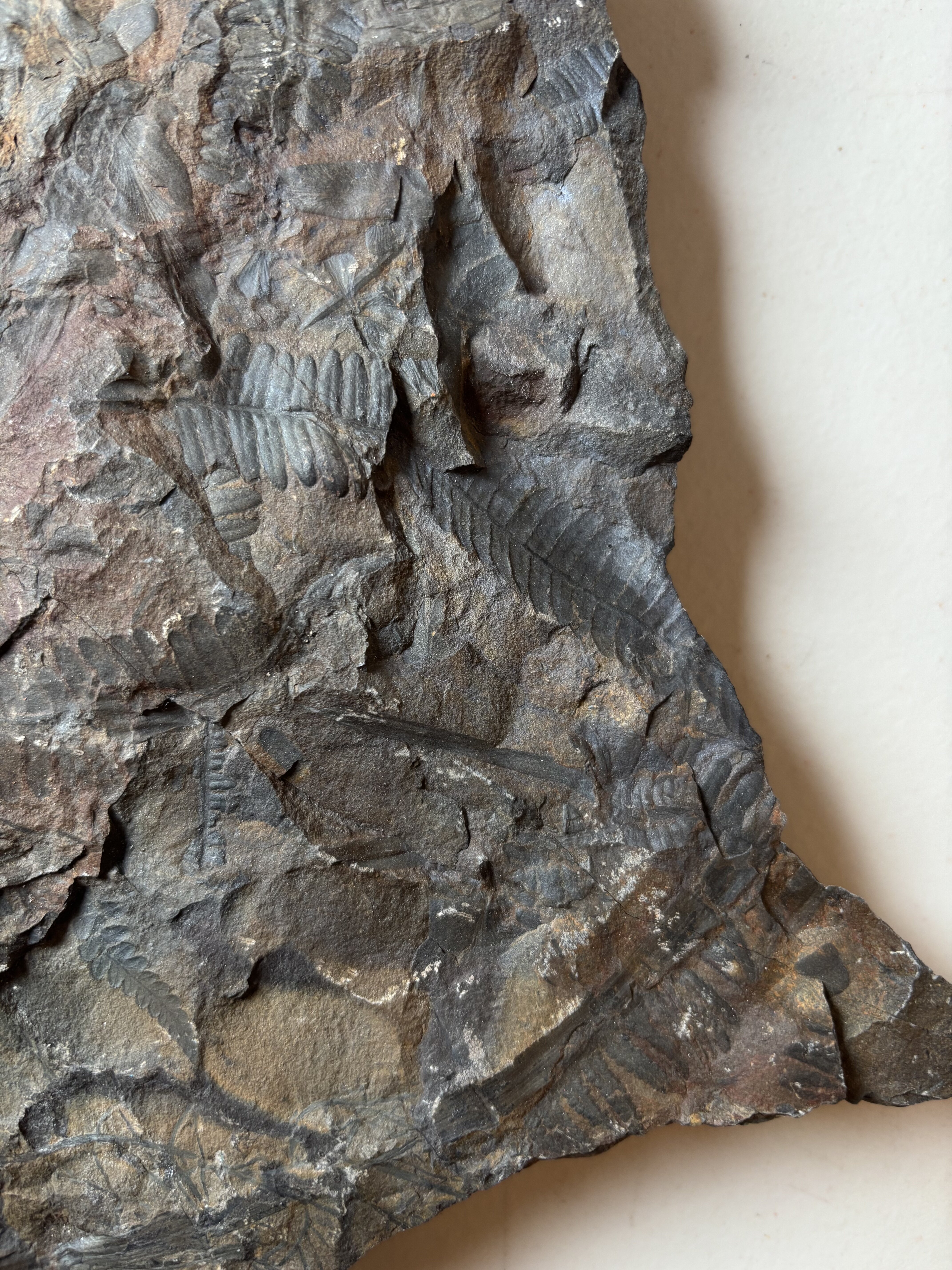 Connecticut Jurassic Plant Fossil ID Help - Fossil ID - The Fossil Forum
