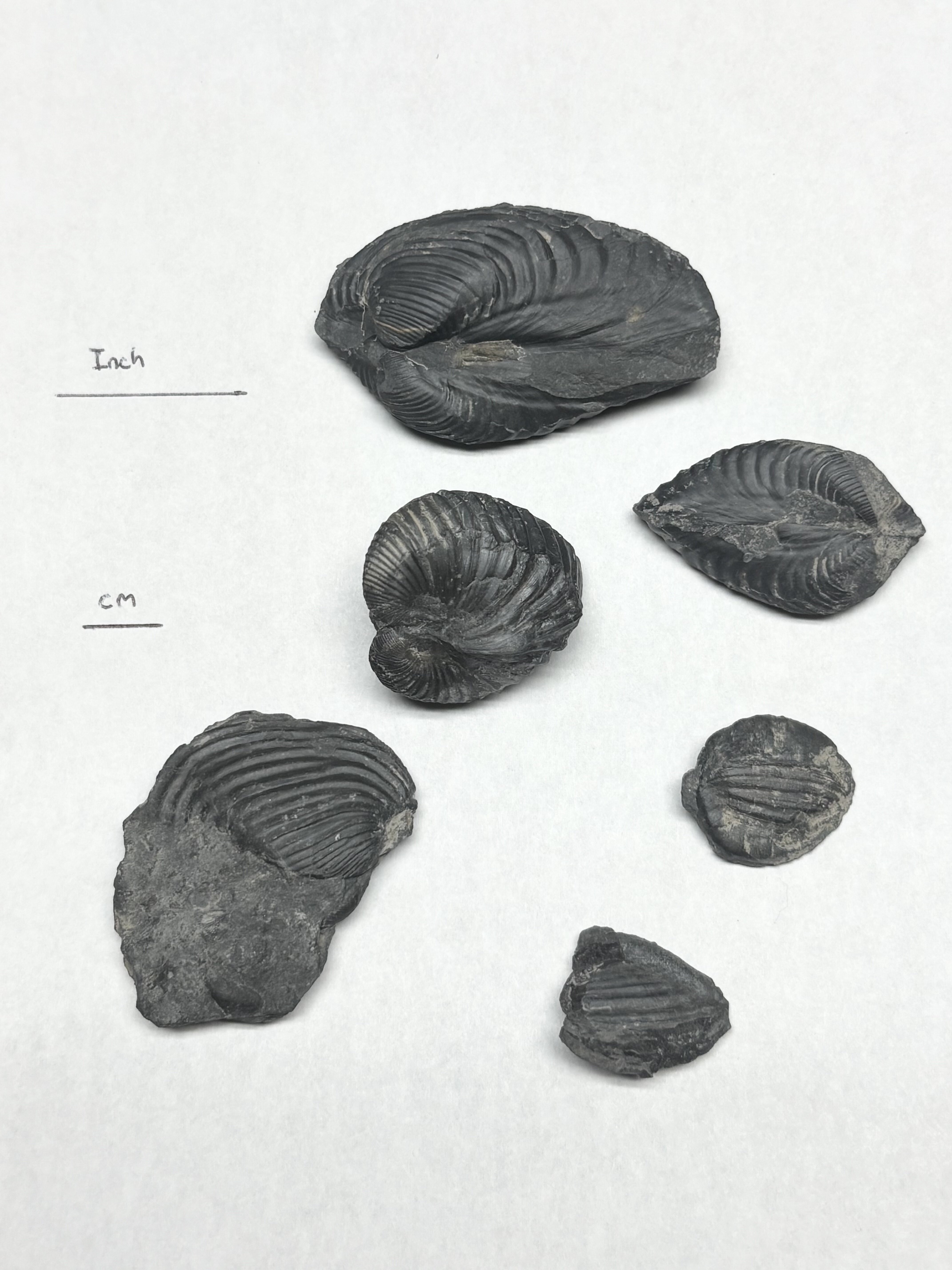 A Trip to the Devonian Shale of New York - Fossil Hunting Trips - The ...