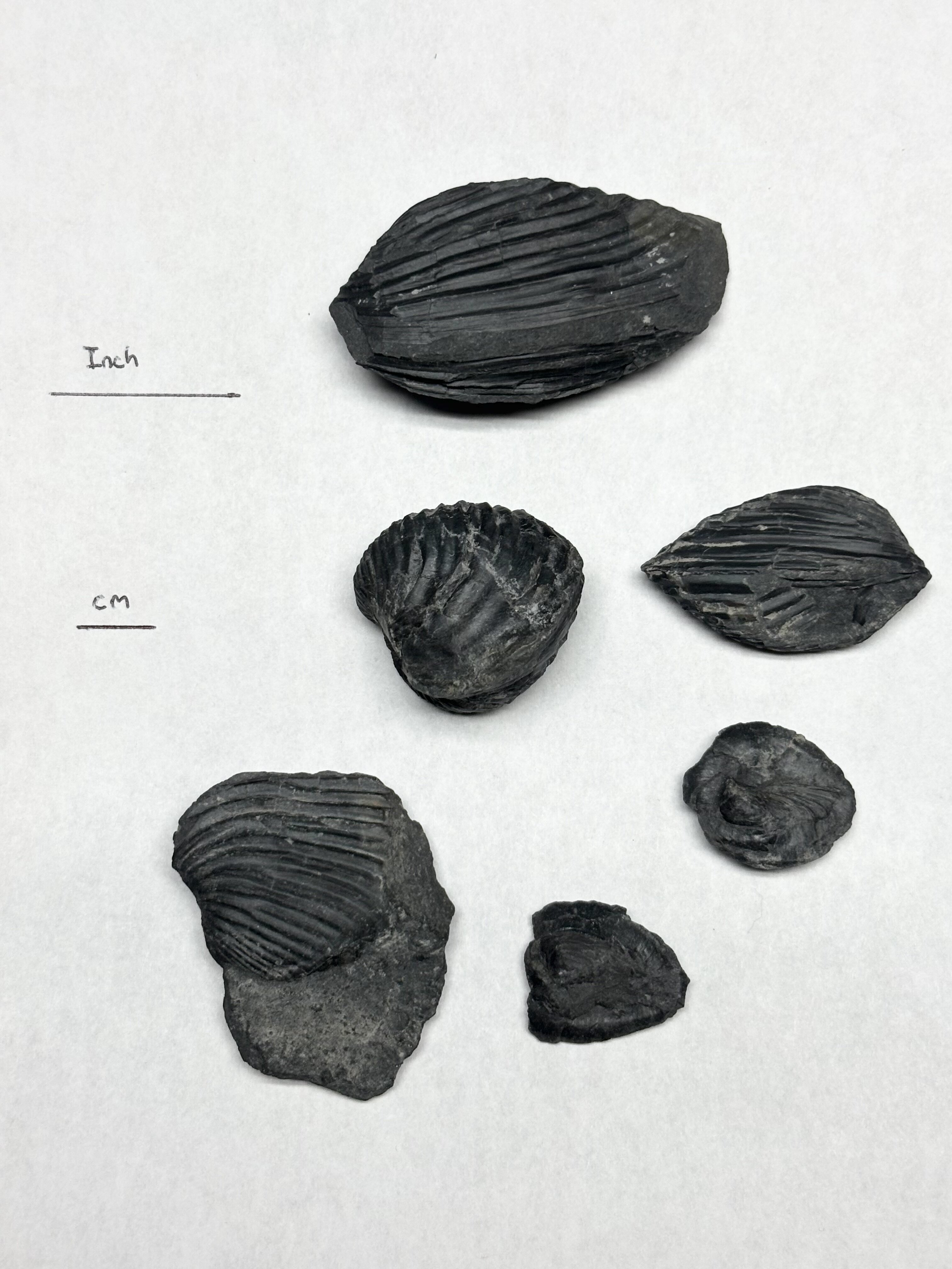A Trip to the Devonian Shale of New York - Fossil Hunting Trips - The ...