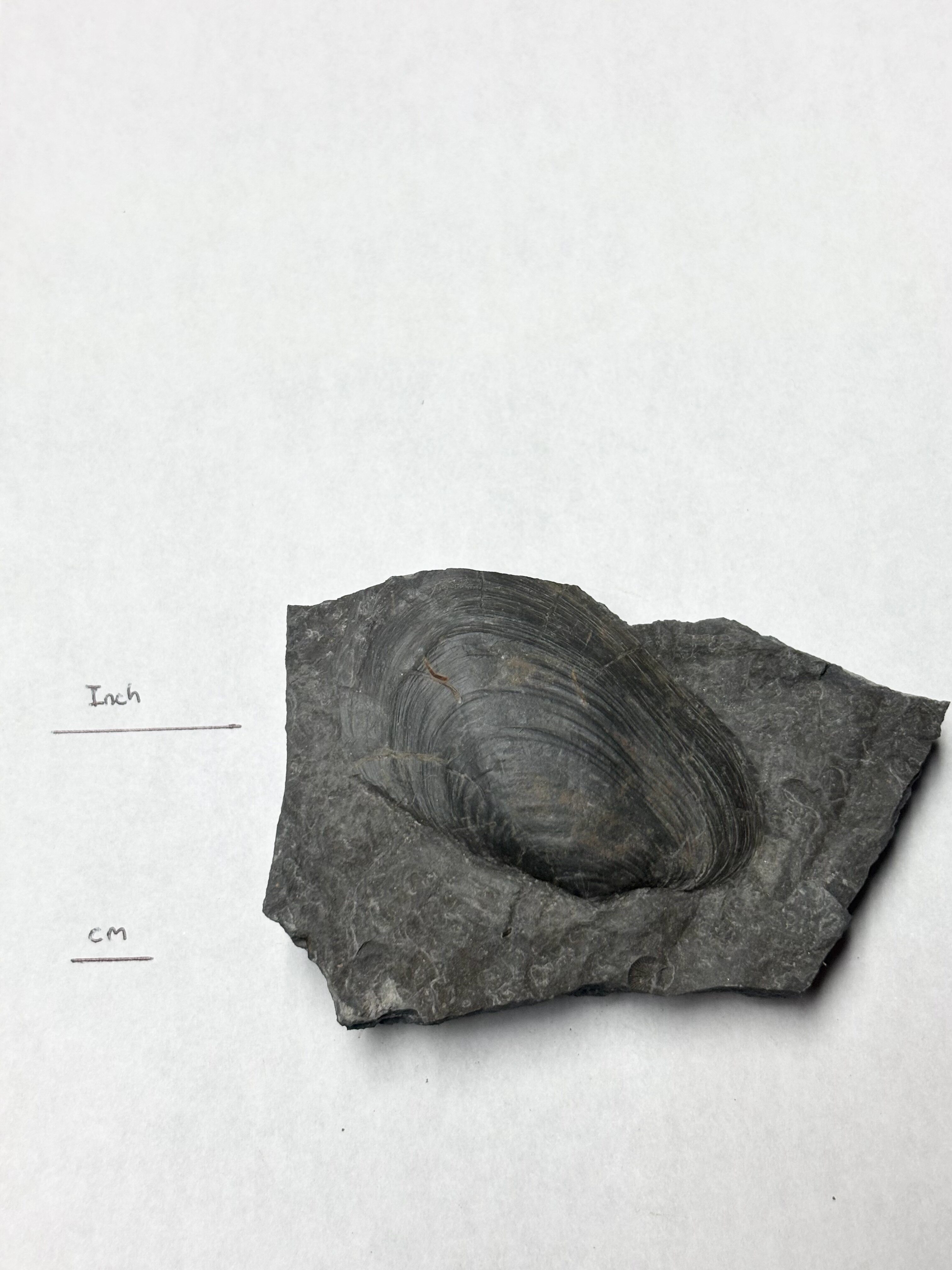 A Trip to the Devonian Shale of New York - Fossil Hunting Trips - The ...