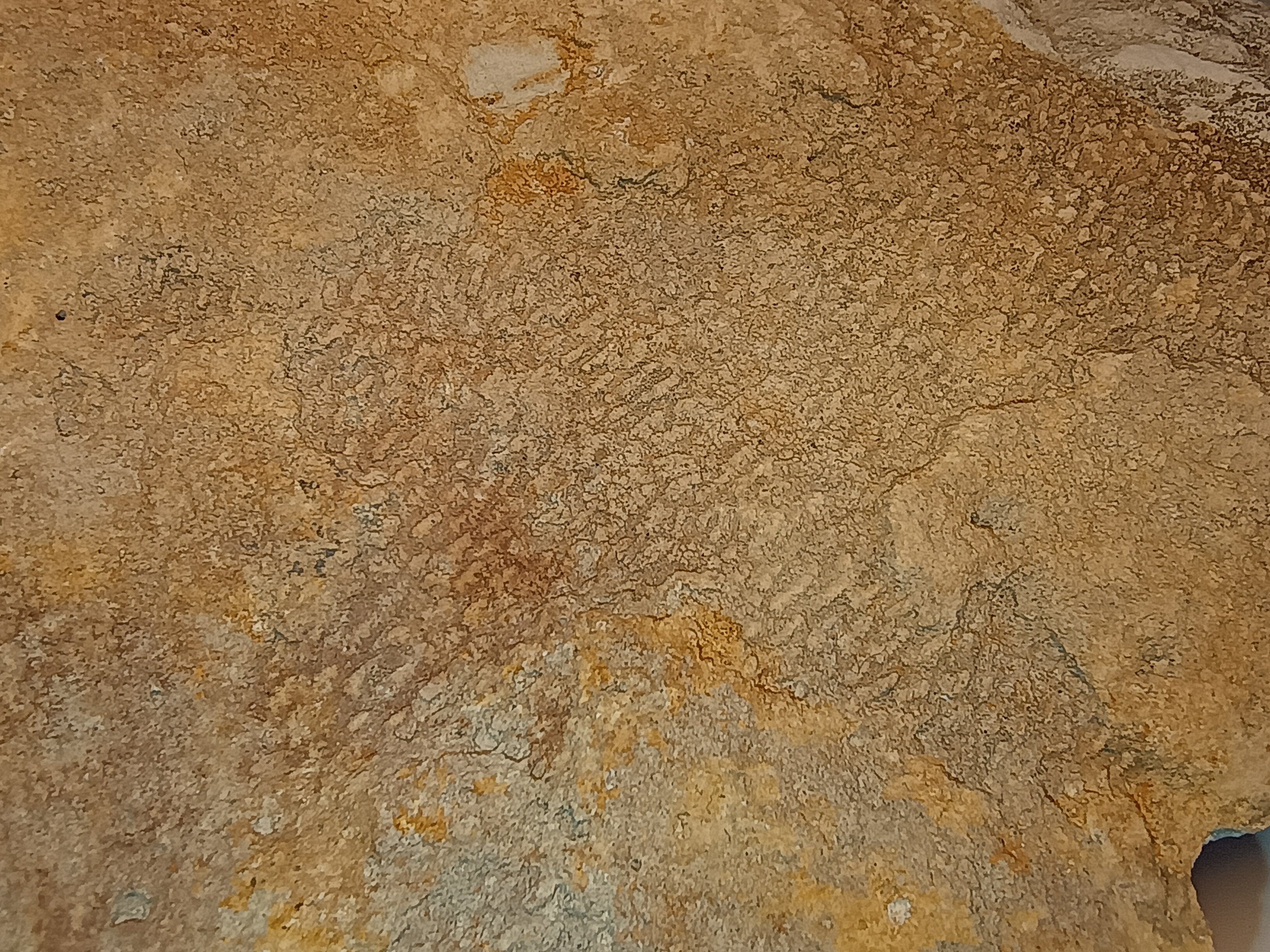 What have I found in Southern Poland? - Fossil ID - The Fossil Forum