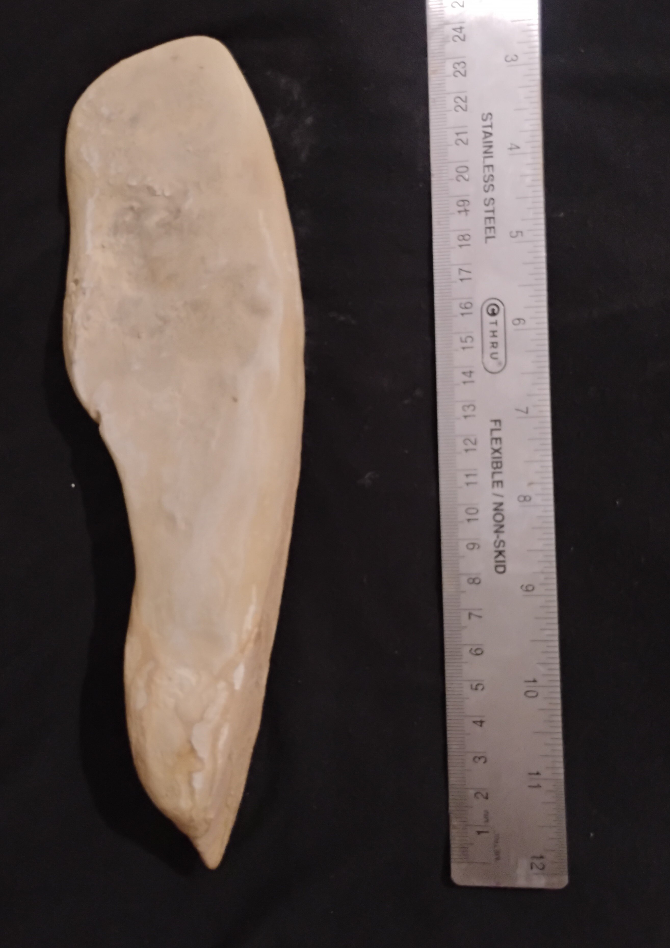 Identification help, possible spinosaur tooth? - Fossil ID - The Fossil ...