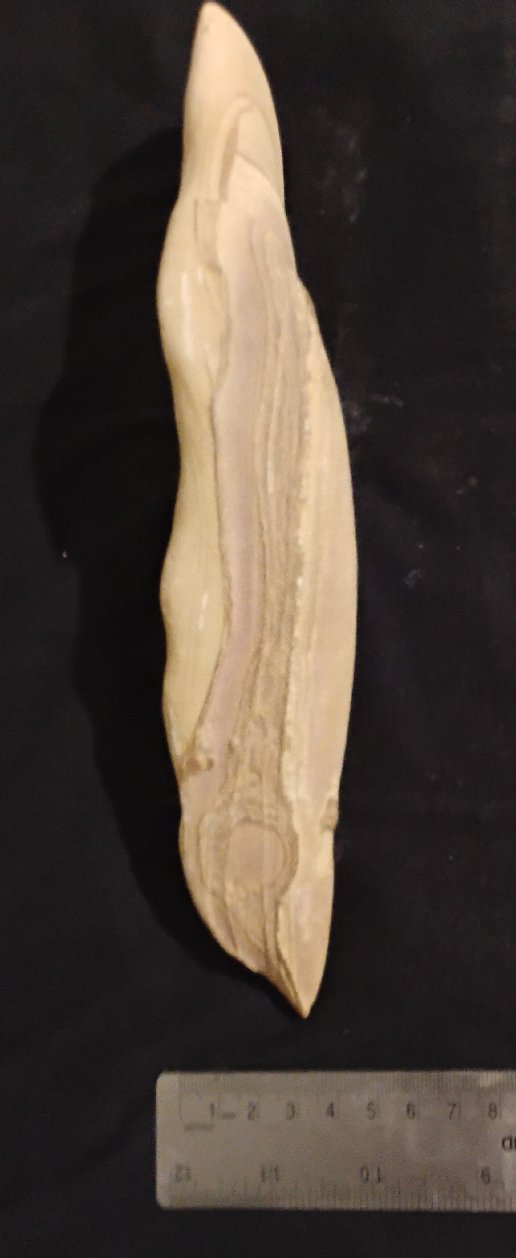 Identification help, possible spinosaur tooth? - Fossil ID - The Fossil ...
