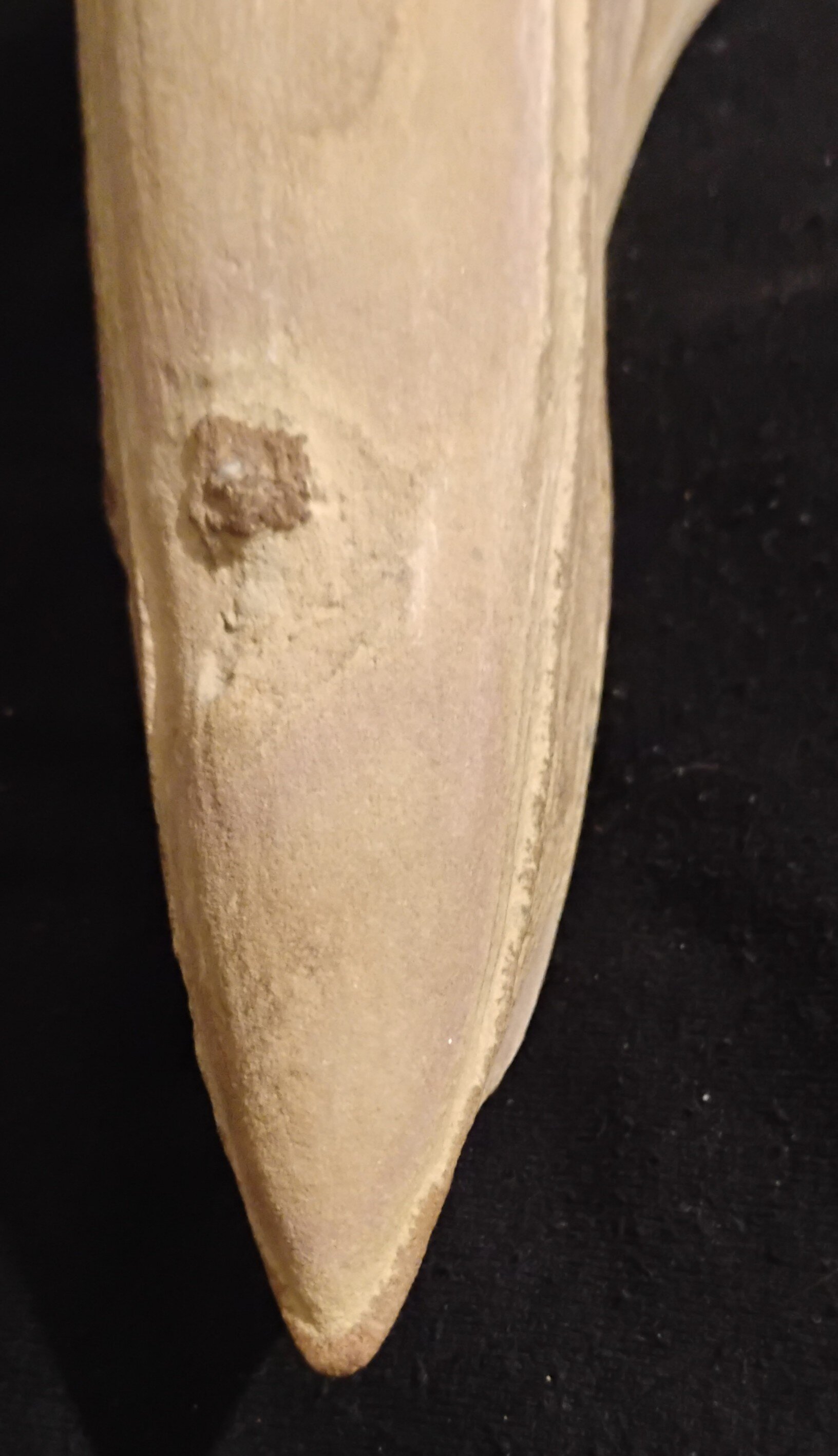 Identification help, possible spinosaur tooth? - Fossil ID - The Fossil ...