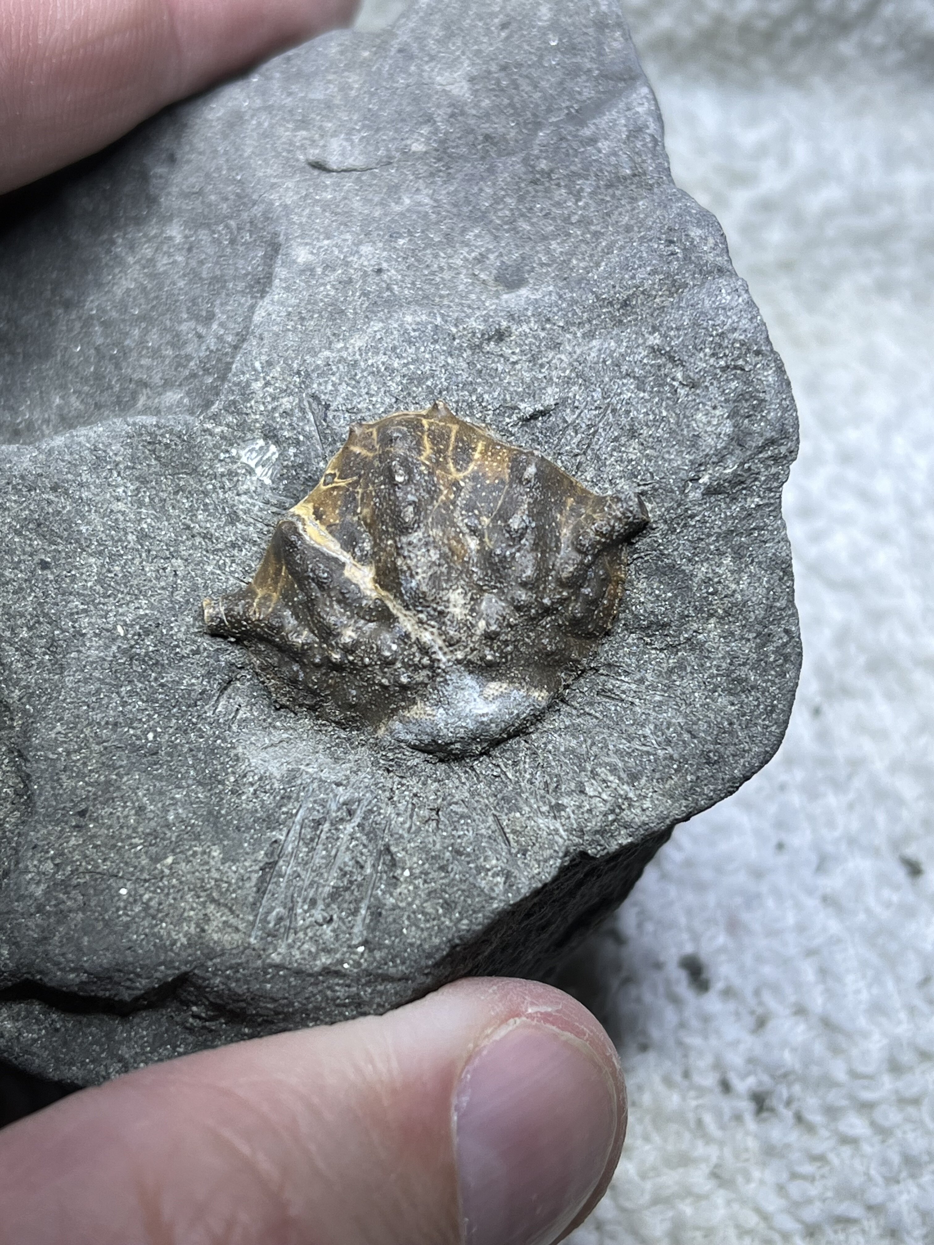 Olympic Peninsula - fossil crab carapace? - Fossil ID - The Fossil Forum