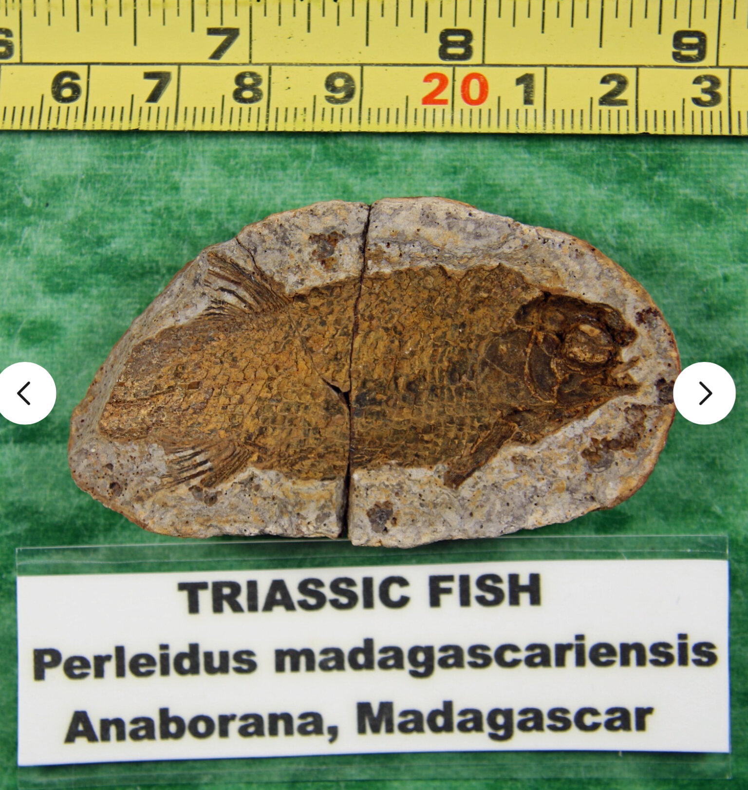 Madagascar fish - Is It Real? How to Recognize Fossil Fabrications ...