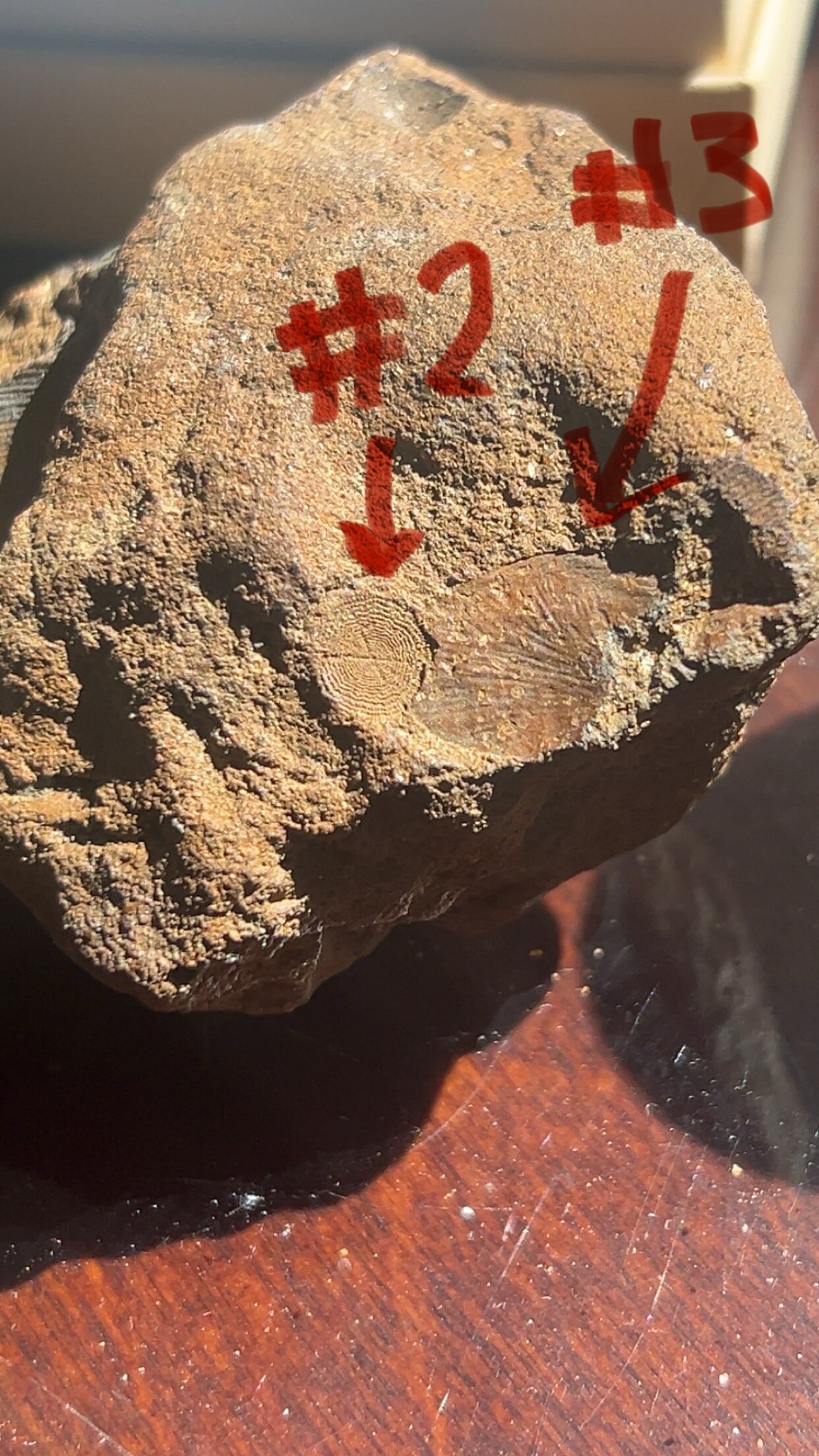 Cretaceous shell and other impressions from New Jersey - Fossil ID ...