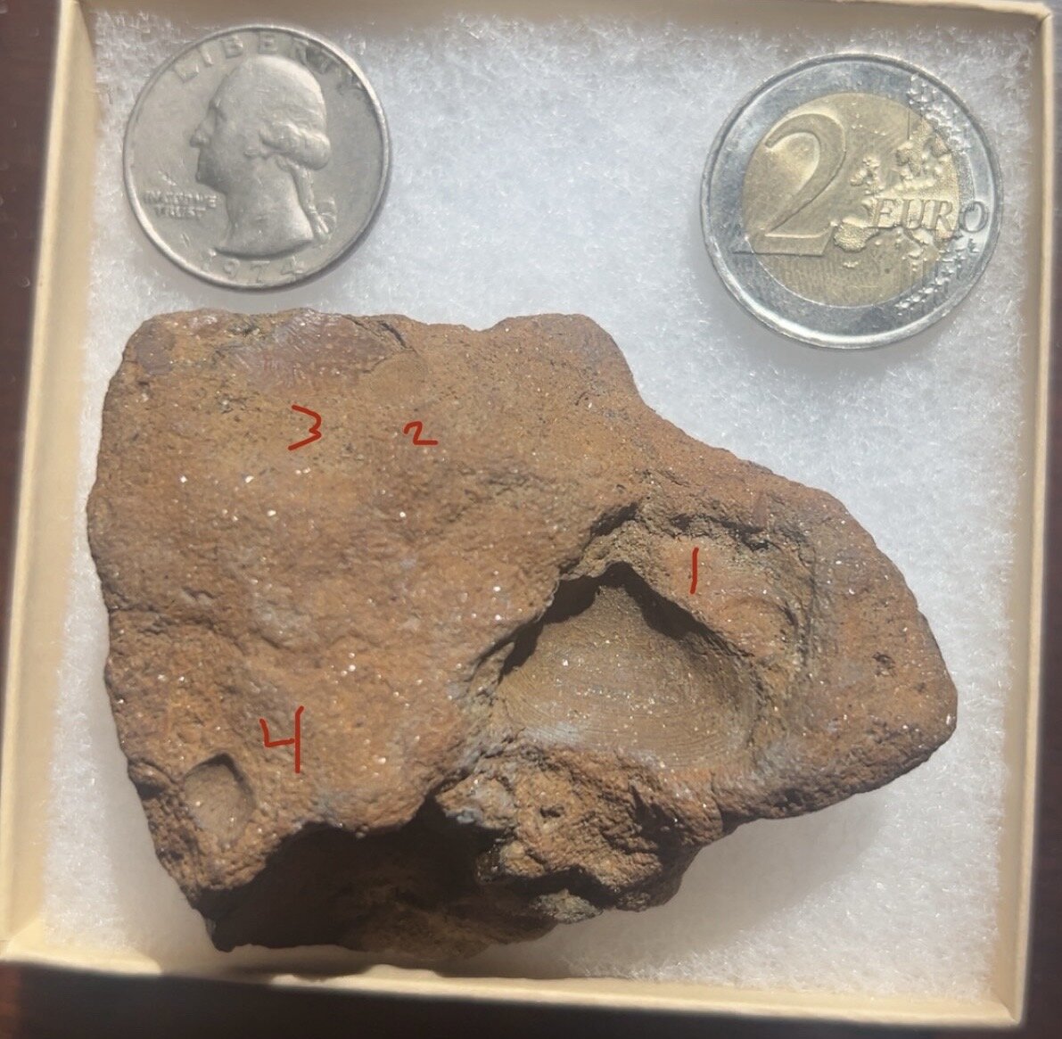 Cretaceous shell and other impressions from New Jersey - Fossil ID ...