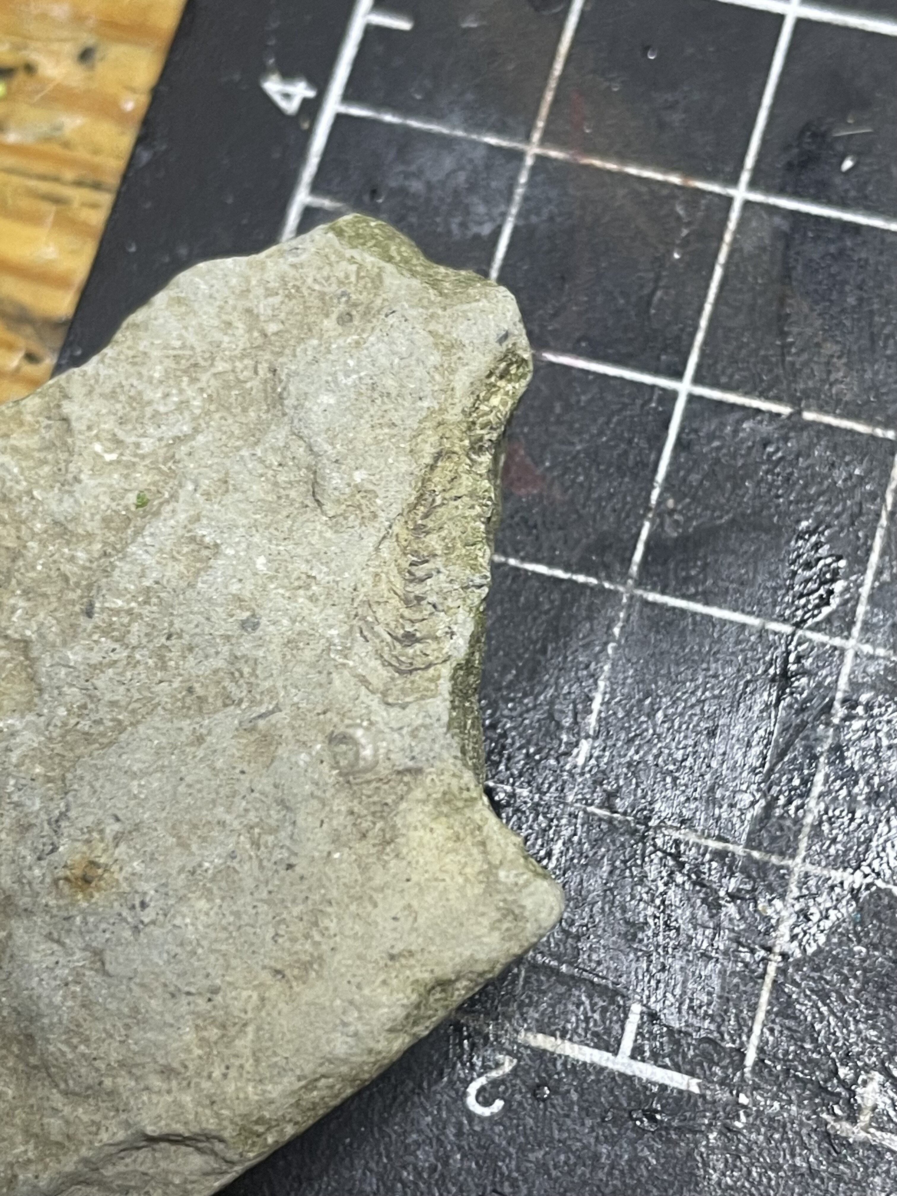 conulariid? Milwaukee formation, Devonian - Fossil ID - The Fossil Forum