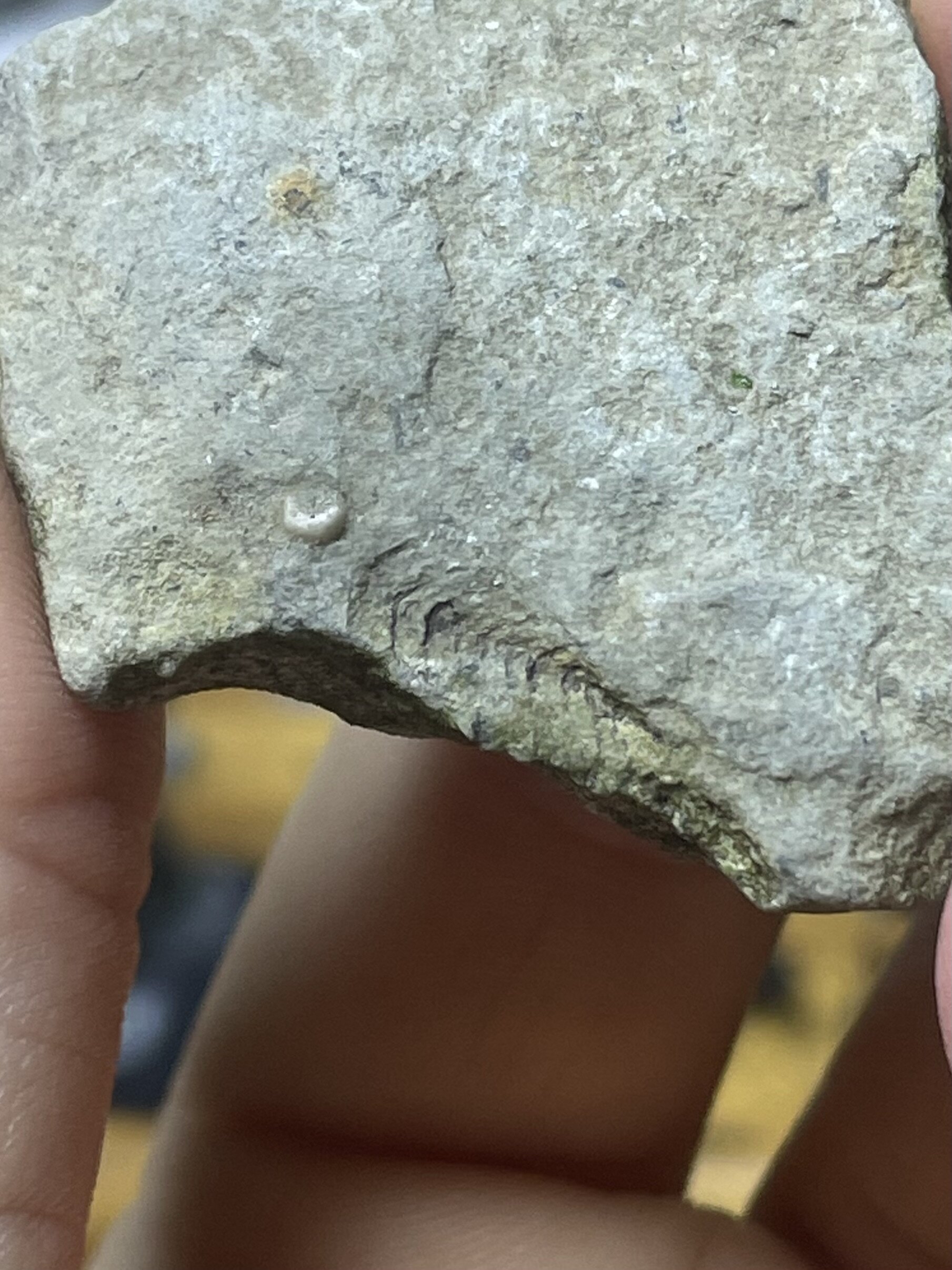 conulariid? Milwaukee formation, Devonian - Fossil ID - The Fossil Forum