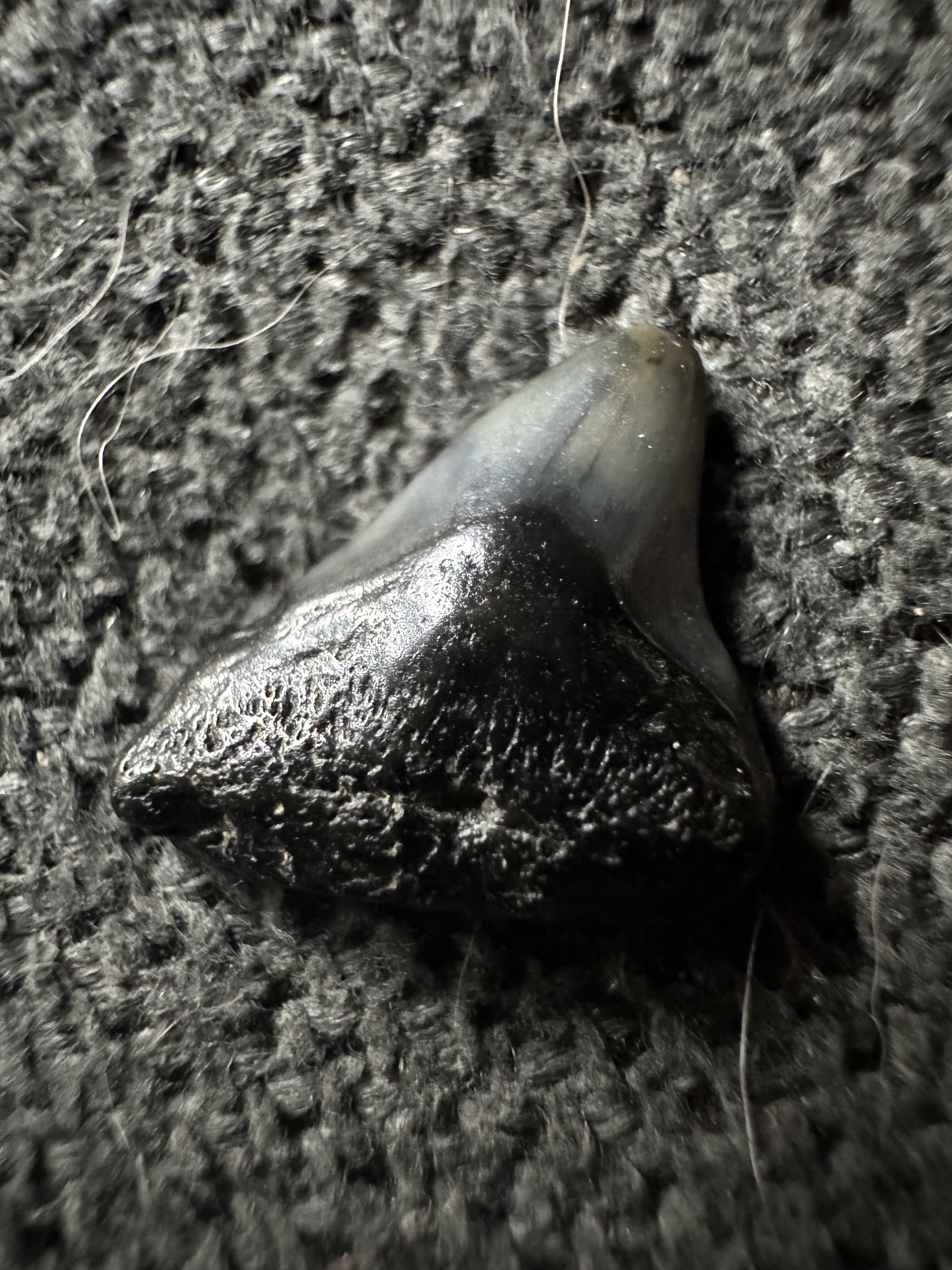 Shark tooth - Fossil ID - The Fossil Forum