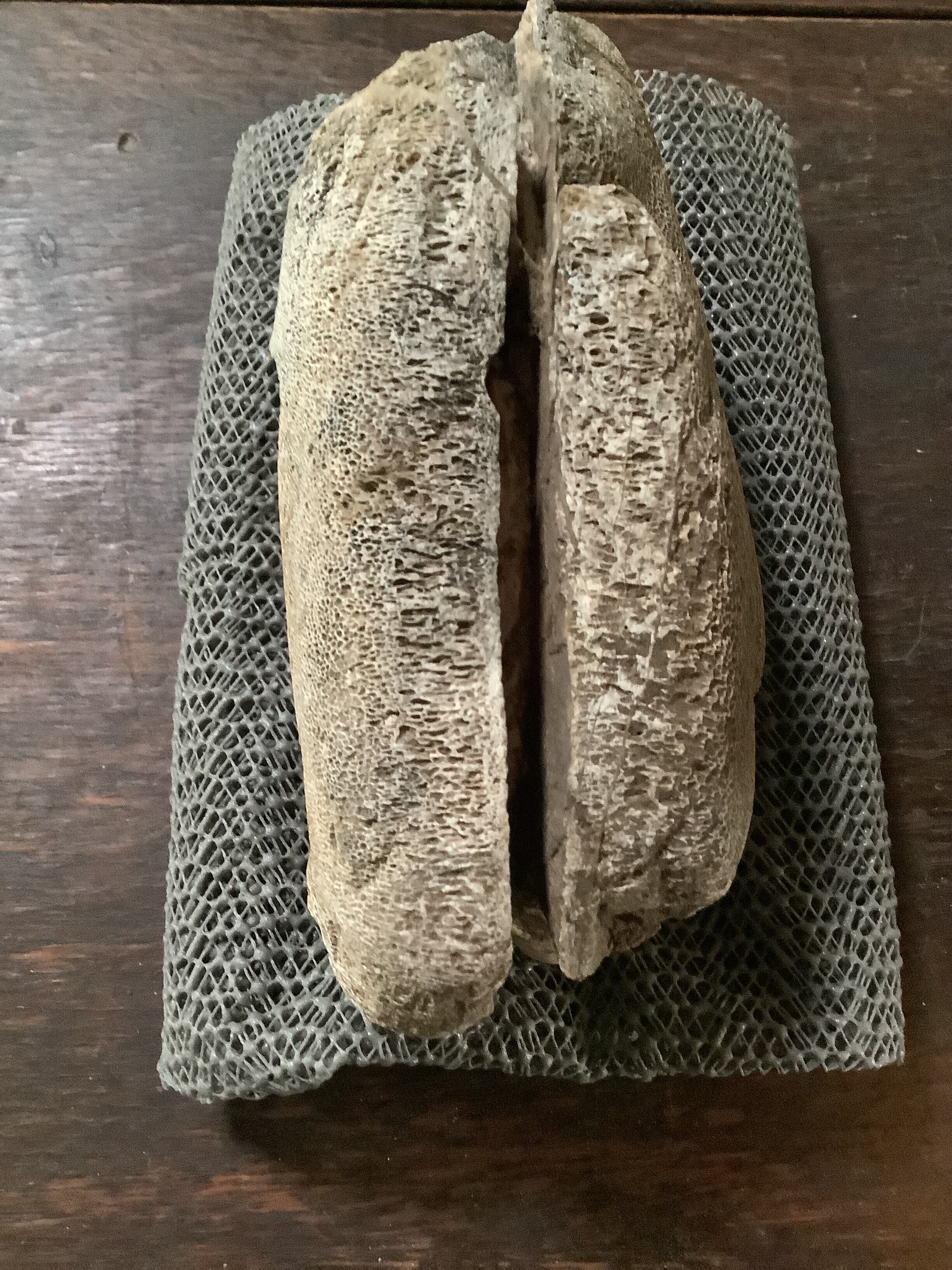 Joint Bone Fossil - Fossil ID - The Fossil Forum
