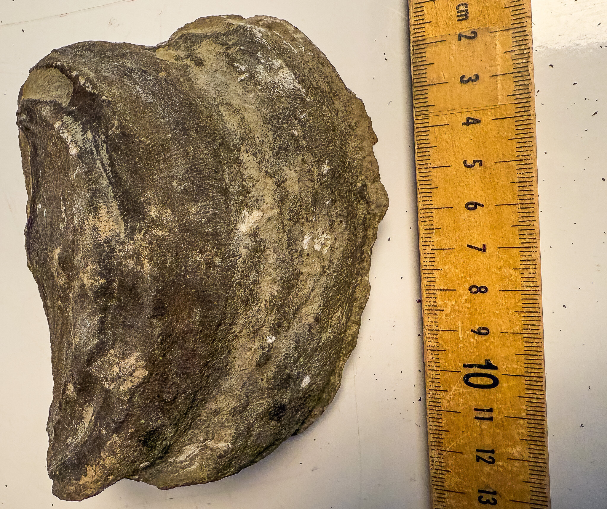 Middle Ordovician Fungi? - Fossil ID - The Fossil Forum