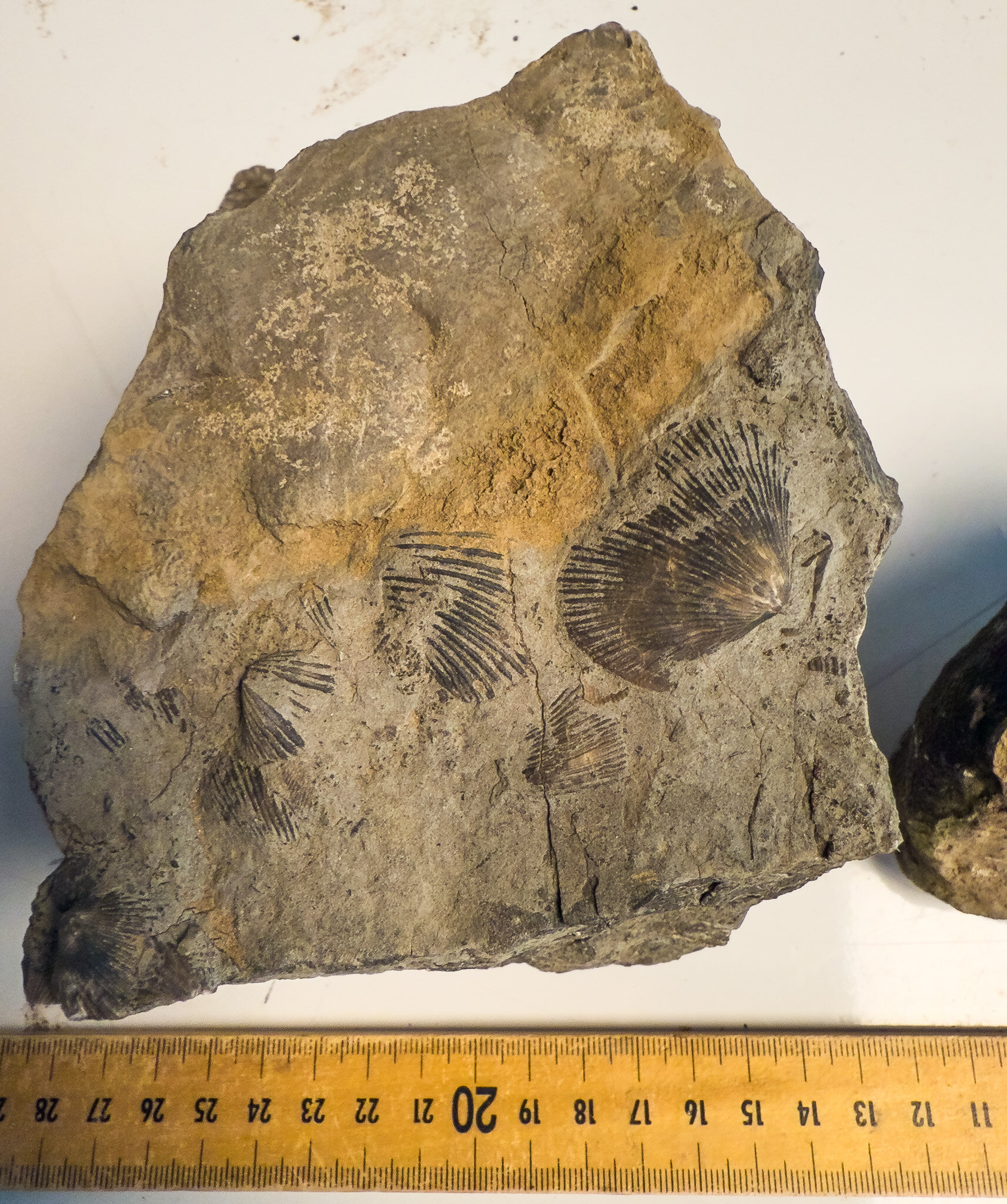 Middle Ordovician Fungi? - Fossil ID - The Fossil Forum