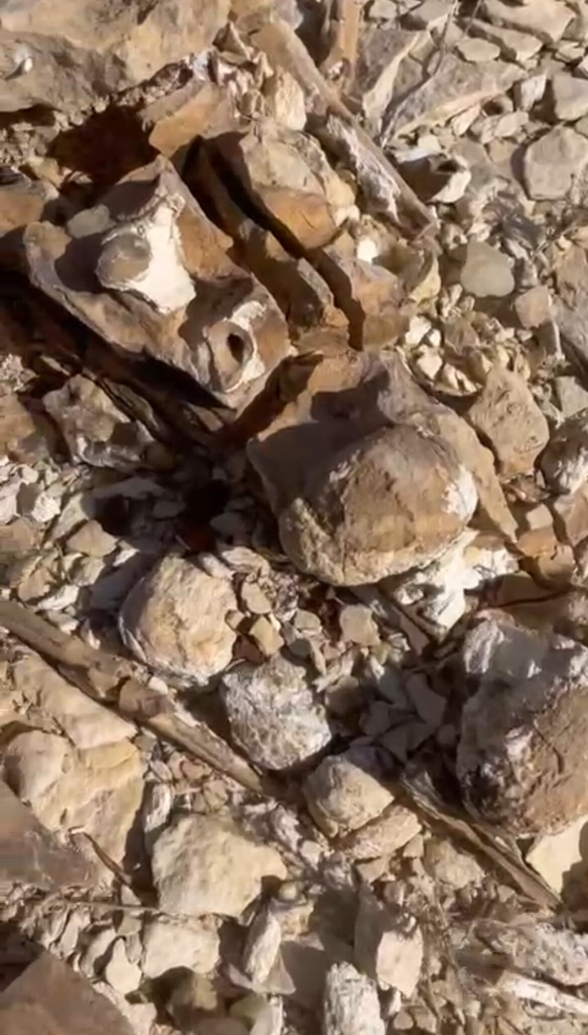 Crystallized teeth? - Fossil ID - The Fossil Forum