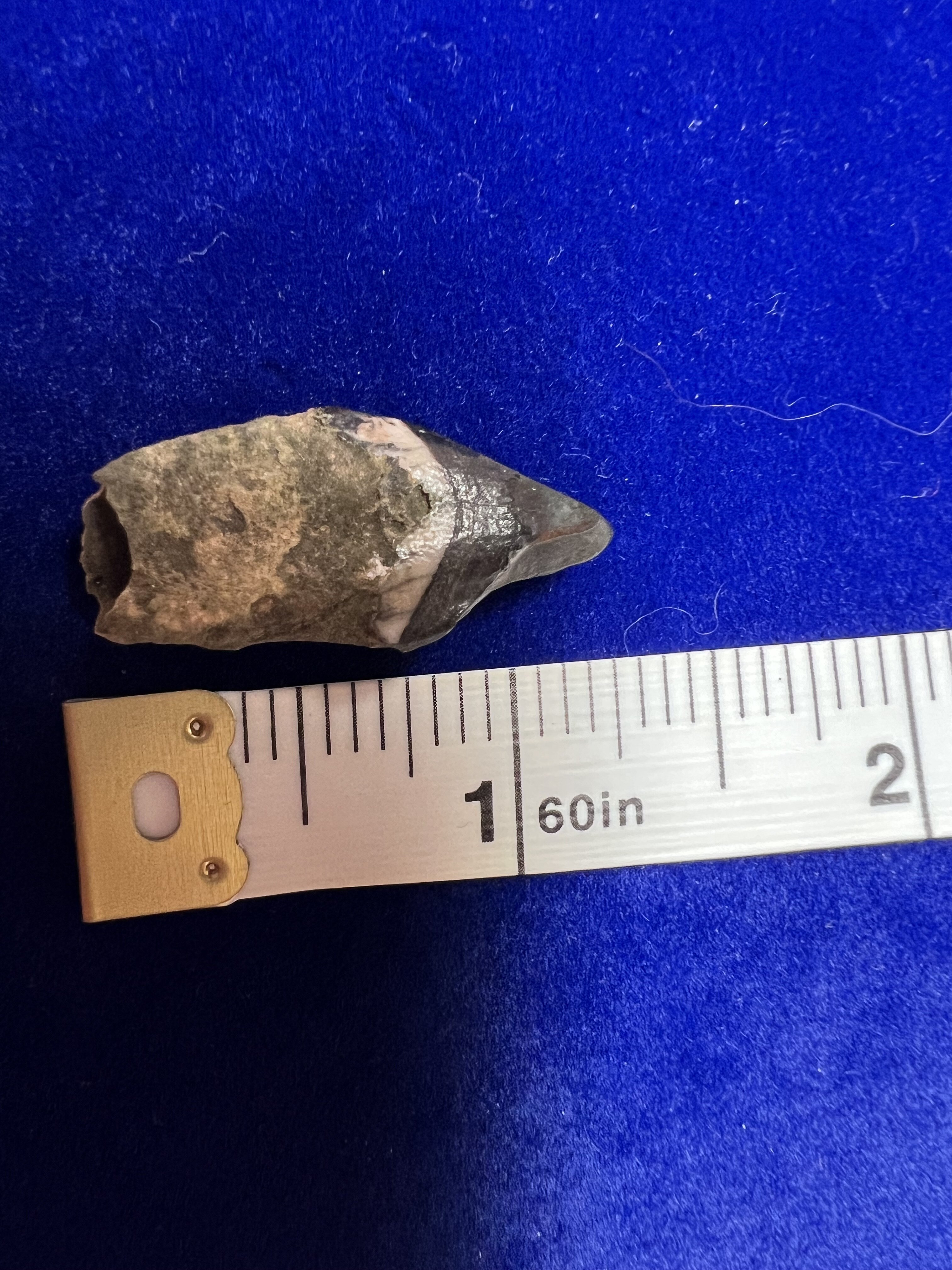 Peace river FL tooth any ideas? - Fossil ID - The Fossil Forum